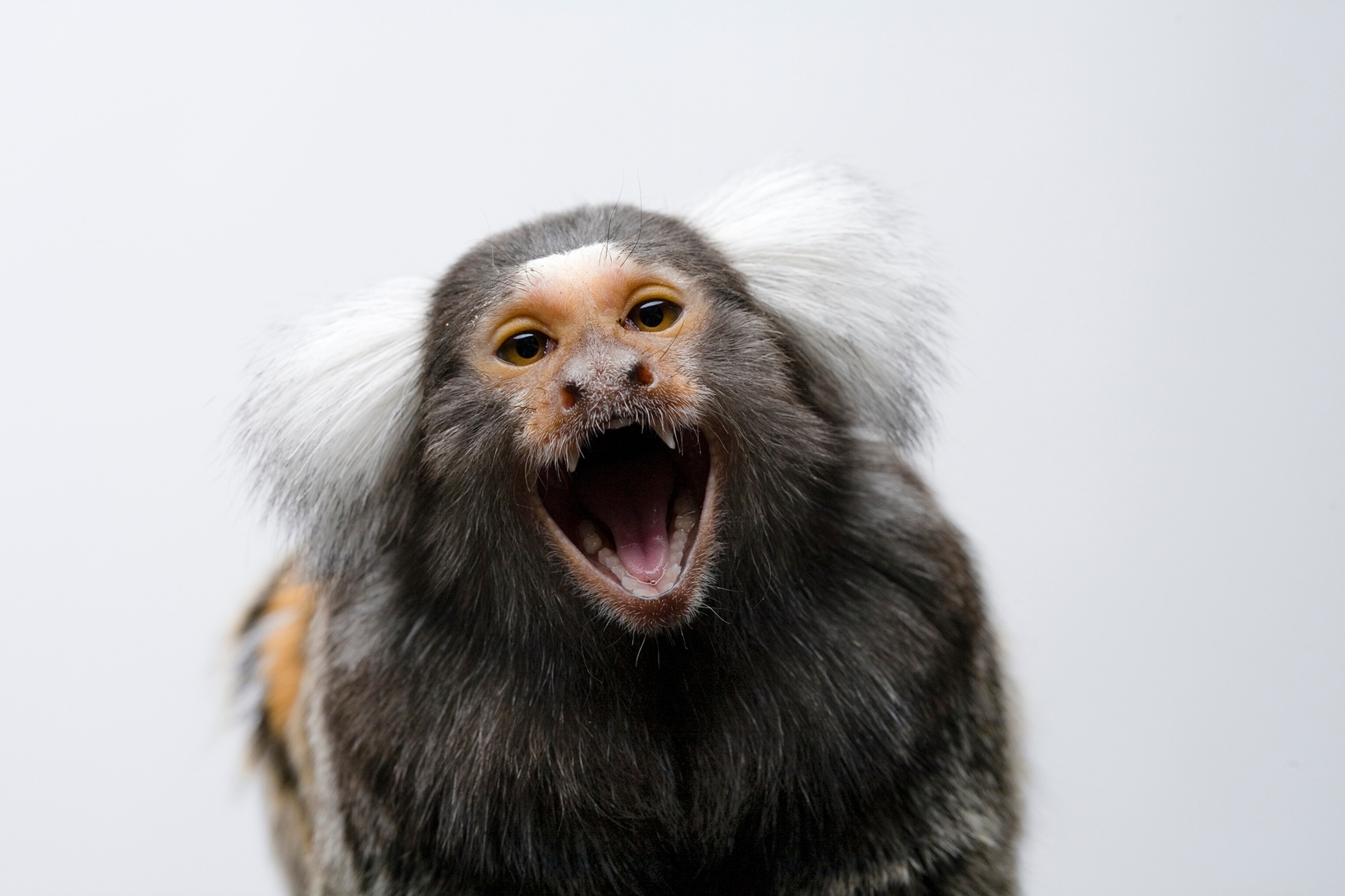 For World Animal Day, 10 Sharp Pictures of Brainy Animals | National ...