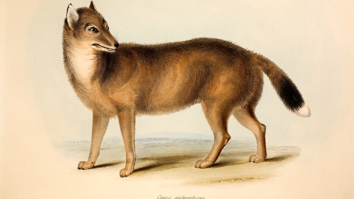 New clues may explain the mysterious origins of the Falklands wolf ...