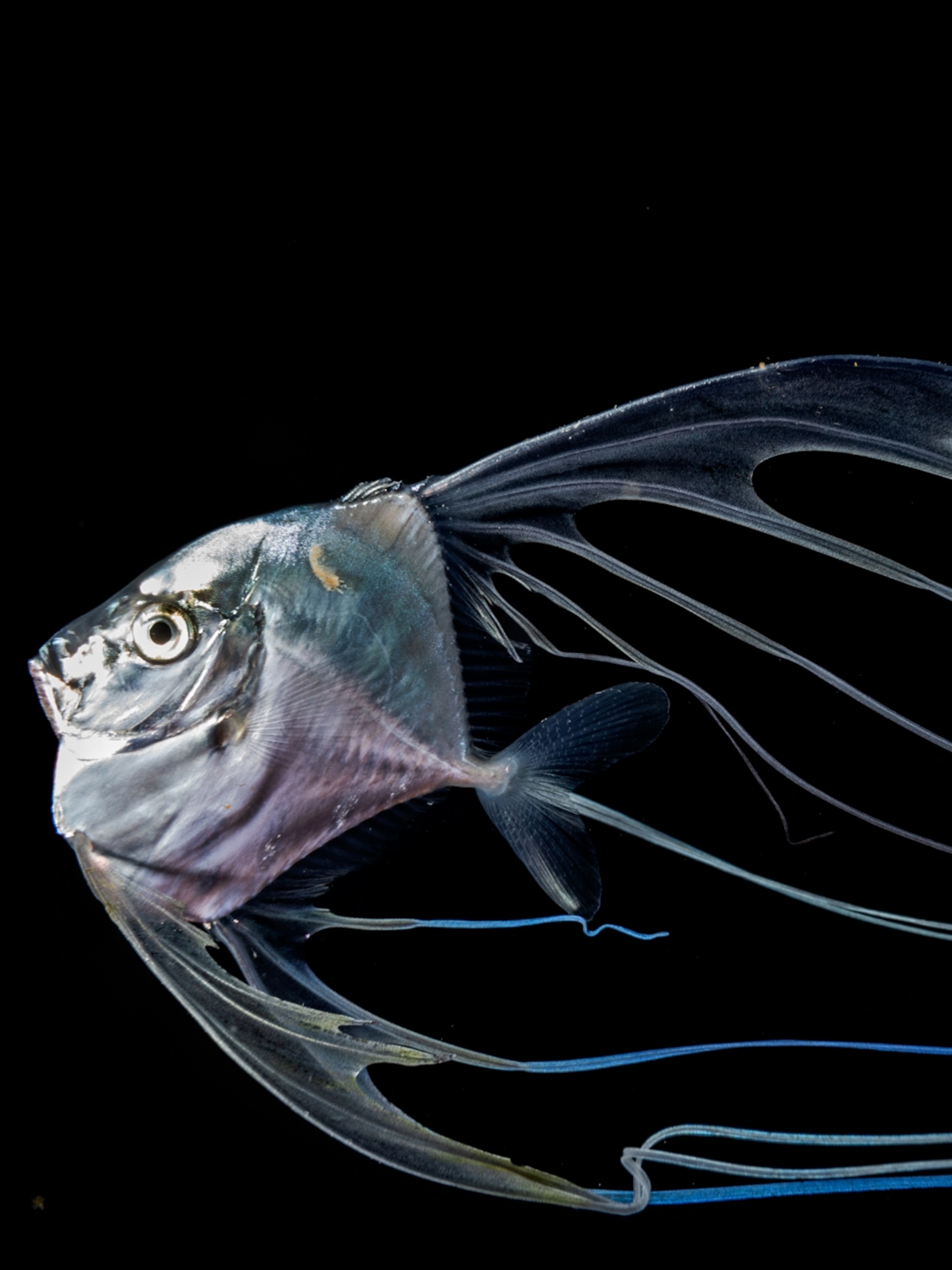 Humboldt Squid Bite Force