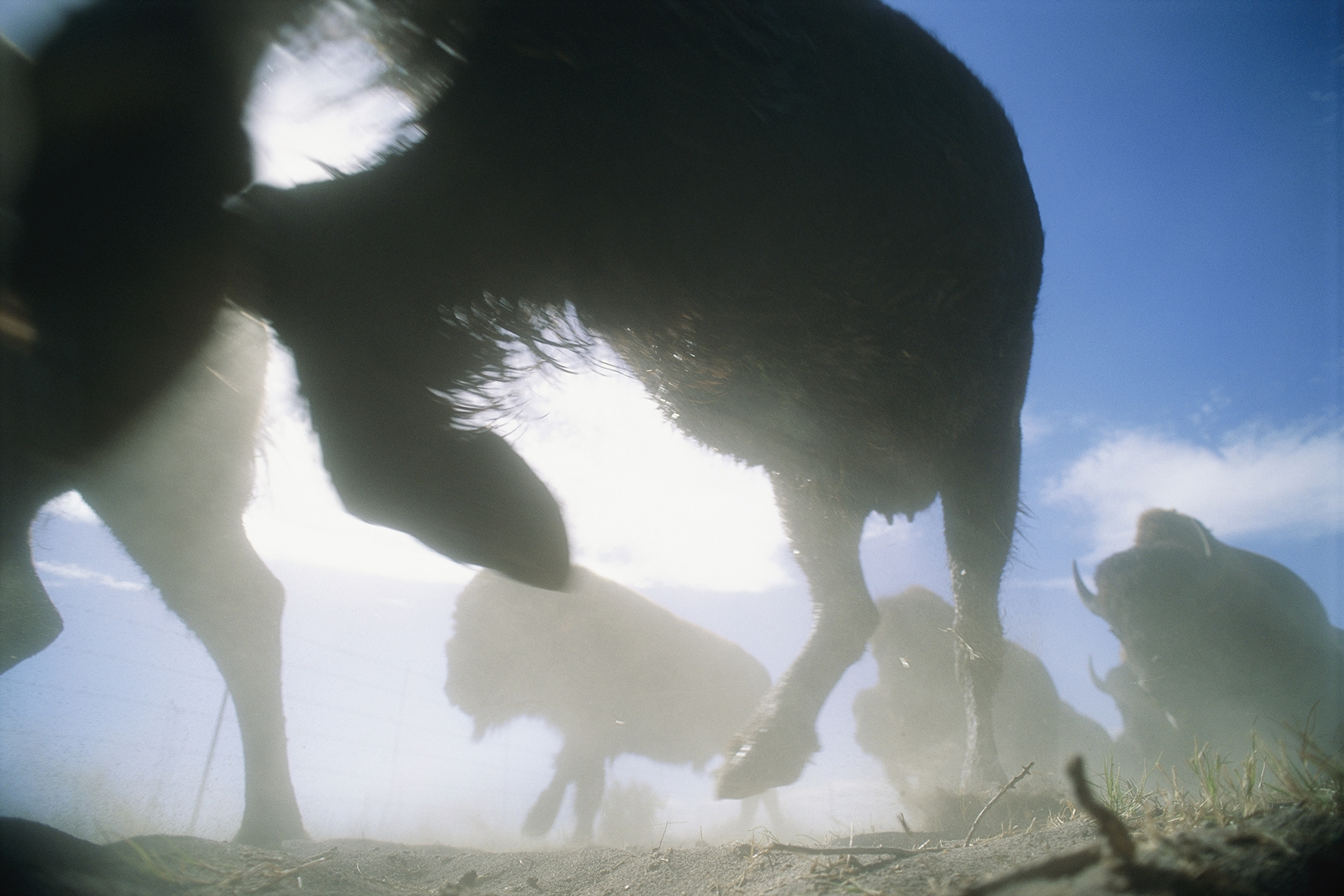 American Symbol: National Geographic's Best Bison Pictures | National ...