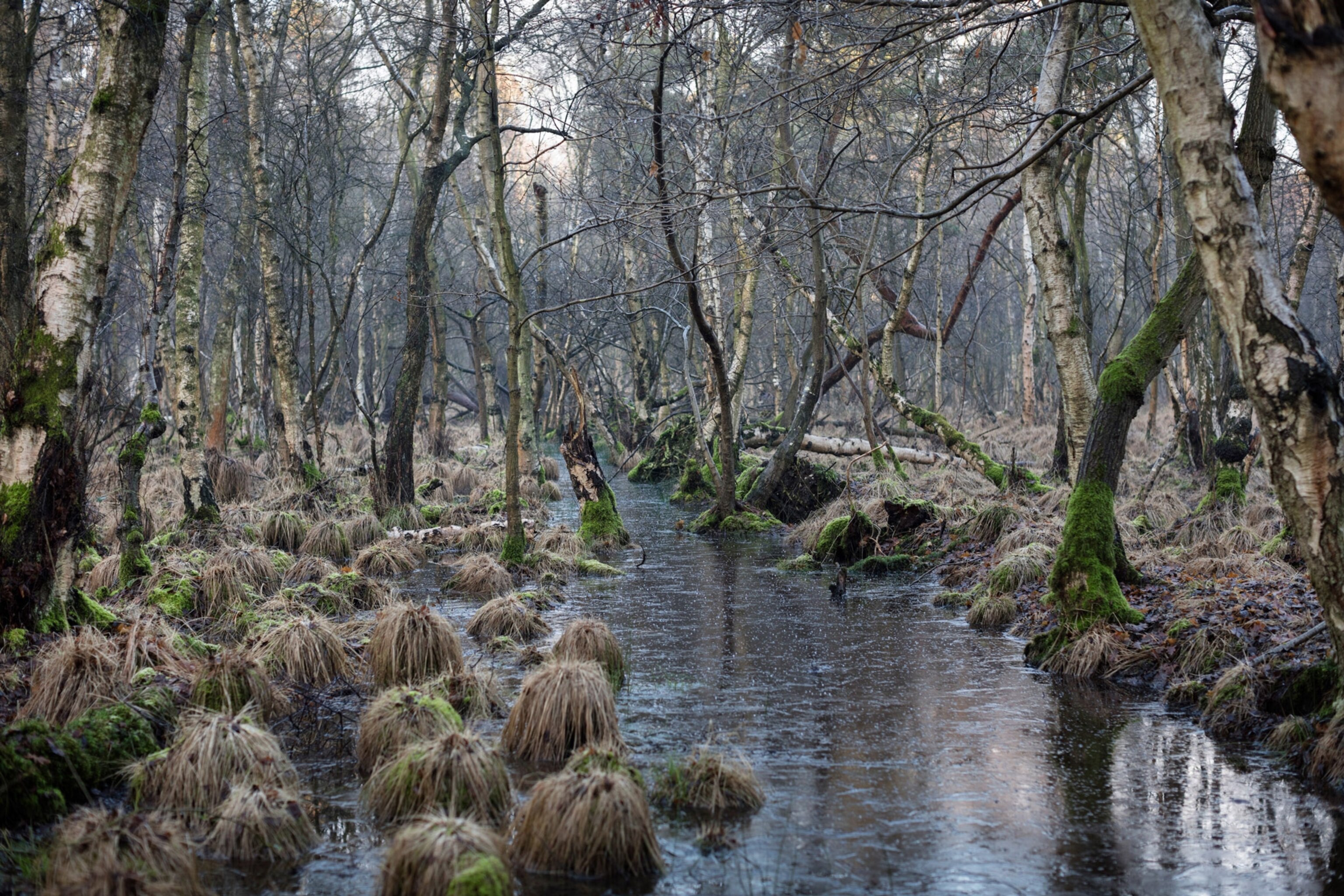 Rewilding the UK one abandoned lot at a time