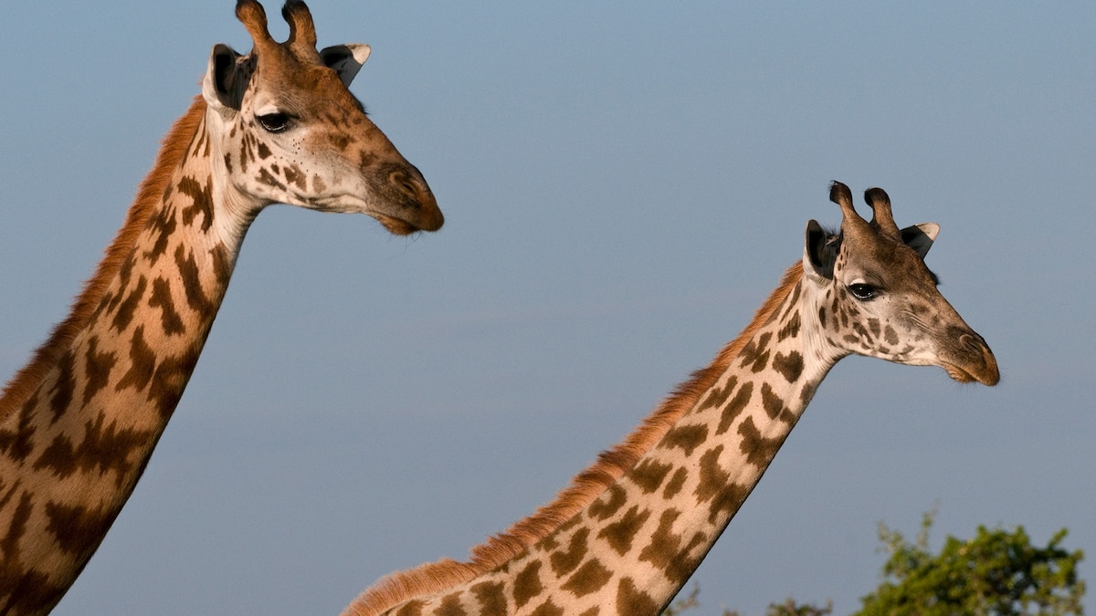 Masai giraffe subspecies declared endangered | National Geographic