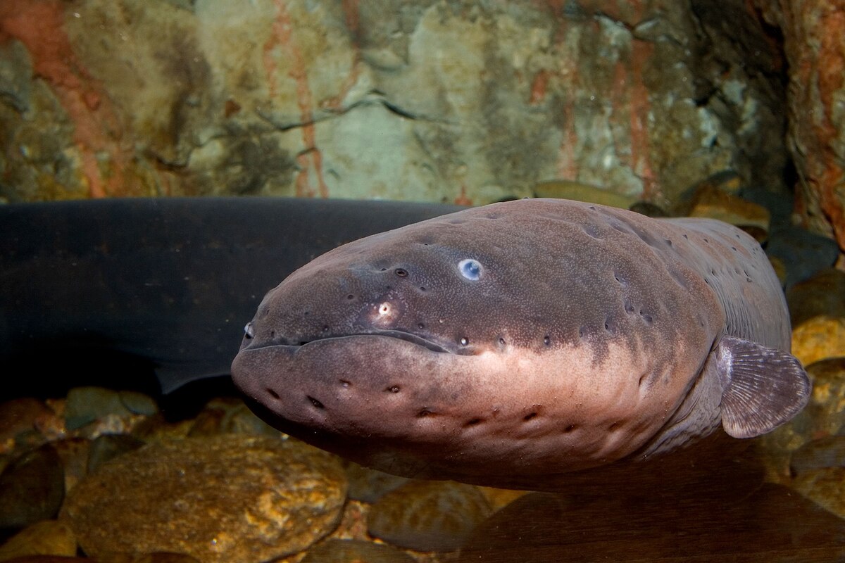See a Biologist Brave Eel Shocks in the Name of Science