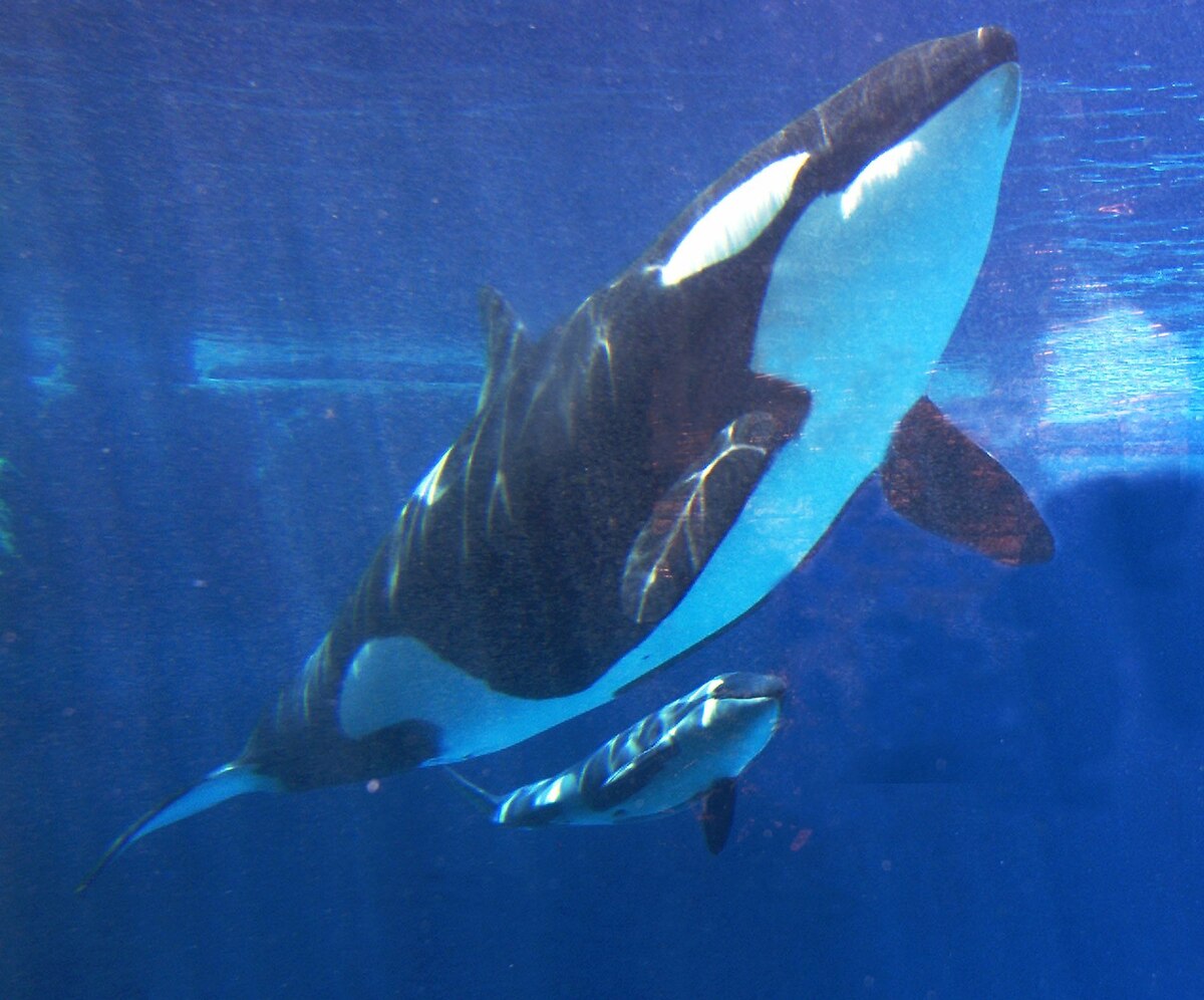 SeaWorld to End Controversial Orca Shows and Breeding