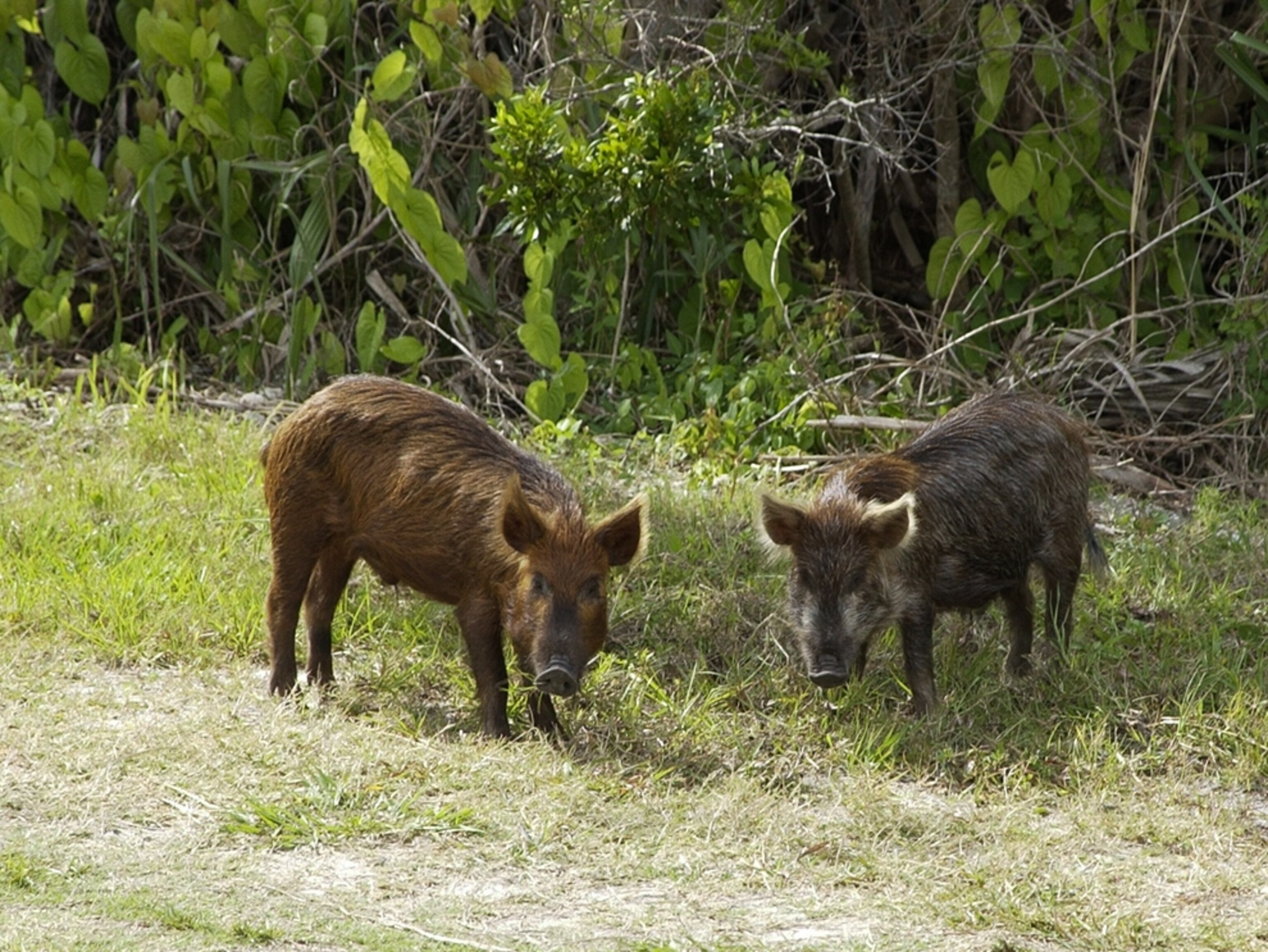 Wild Pig Explosion May Spread Disease to Humans