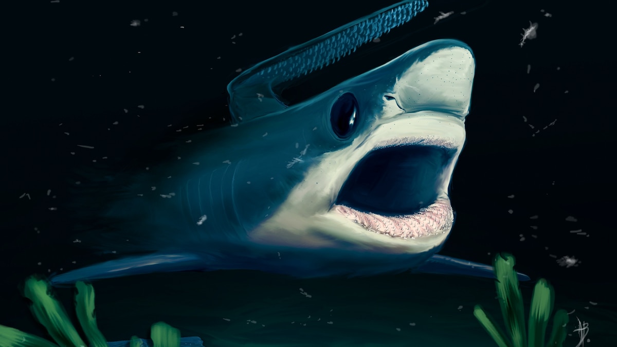 Spiky-Headed Sharks Survived Mass Extinction, Surprising Scientists ...