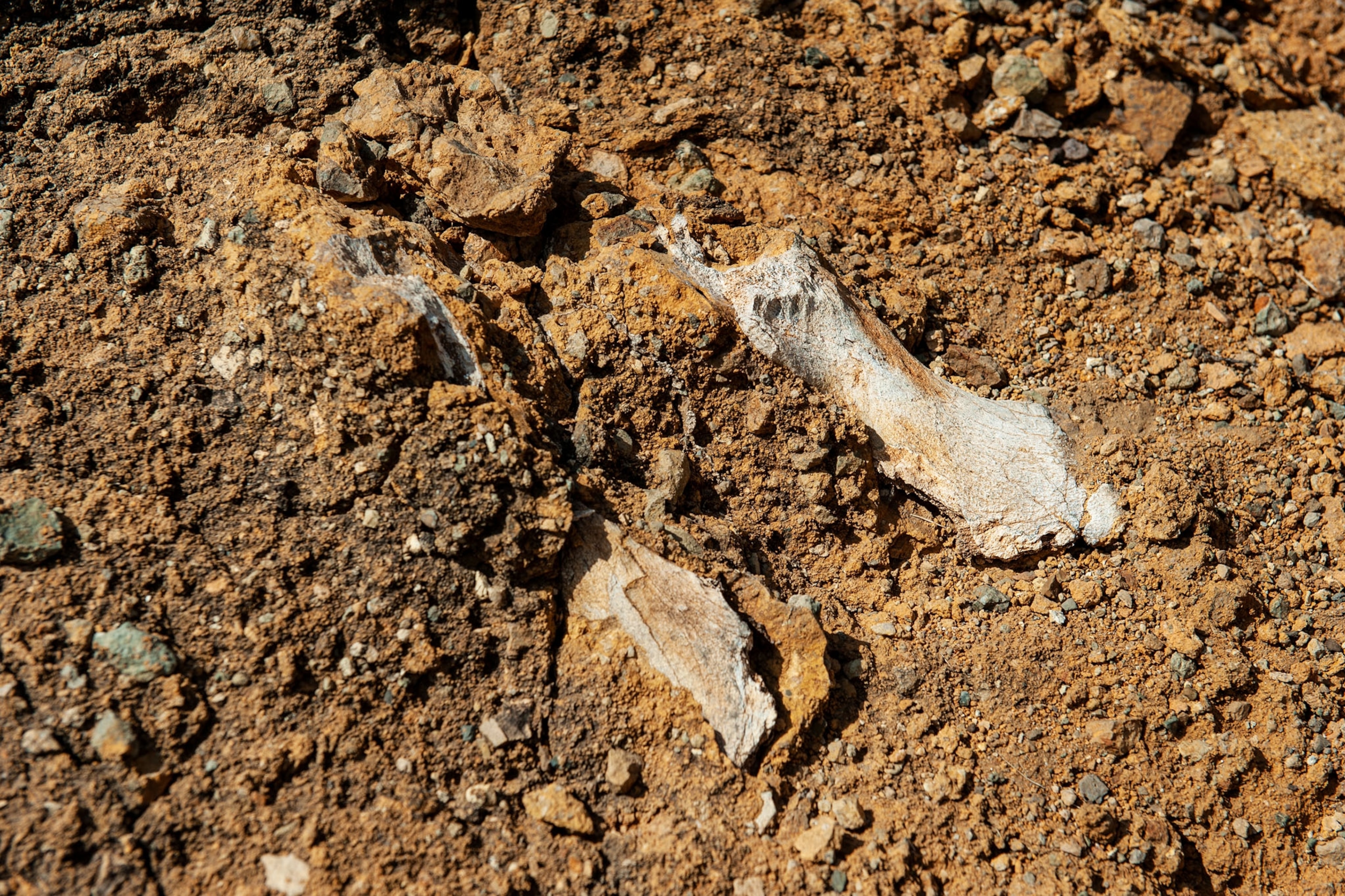 This Kenyan paleoanthropologist is digging deep to find our ancestors