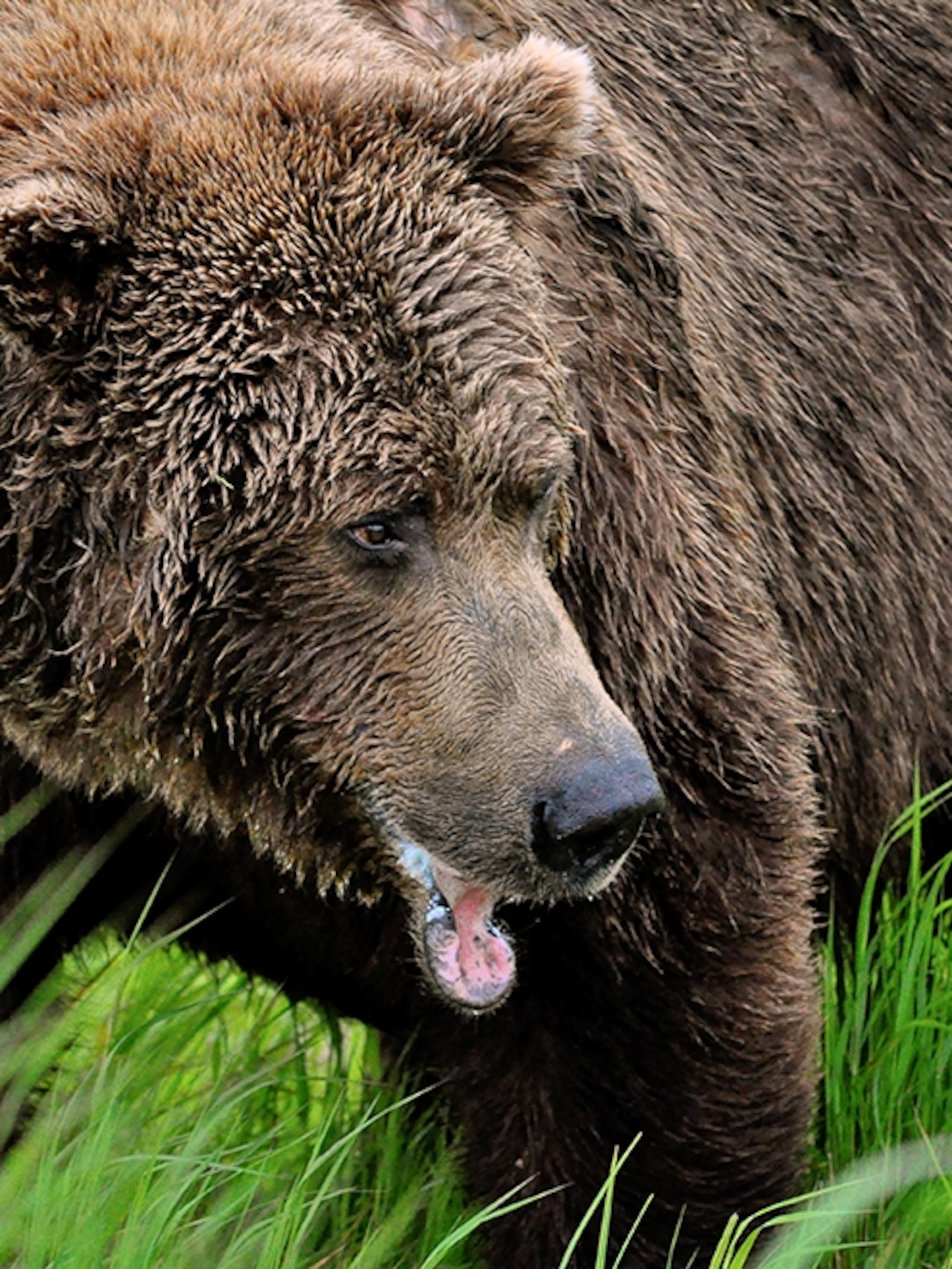 Pizzly Bear National Geographic