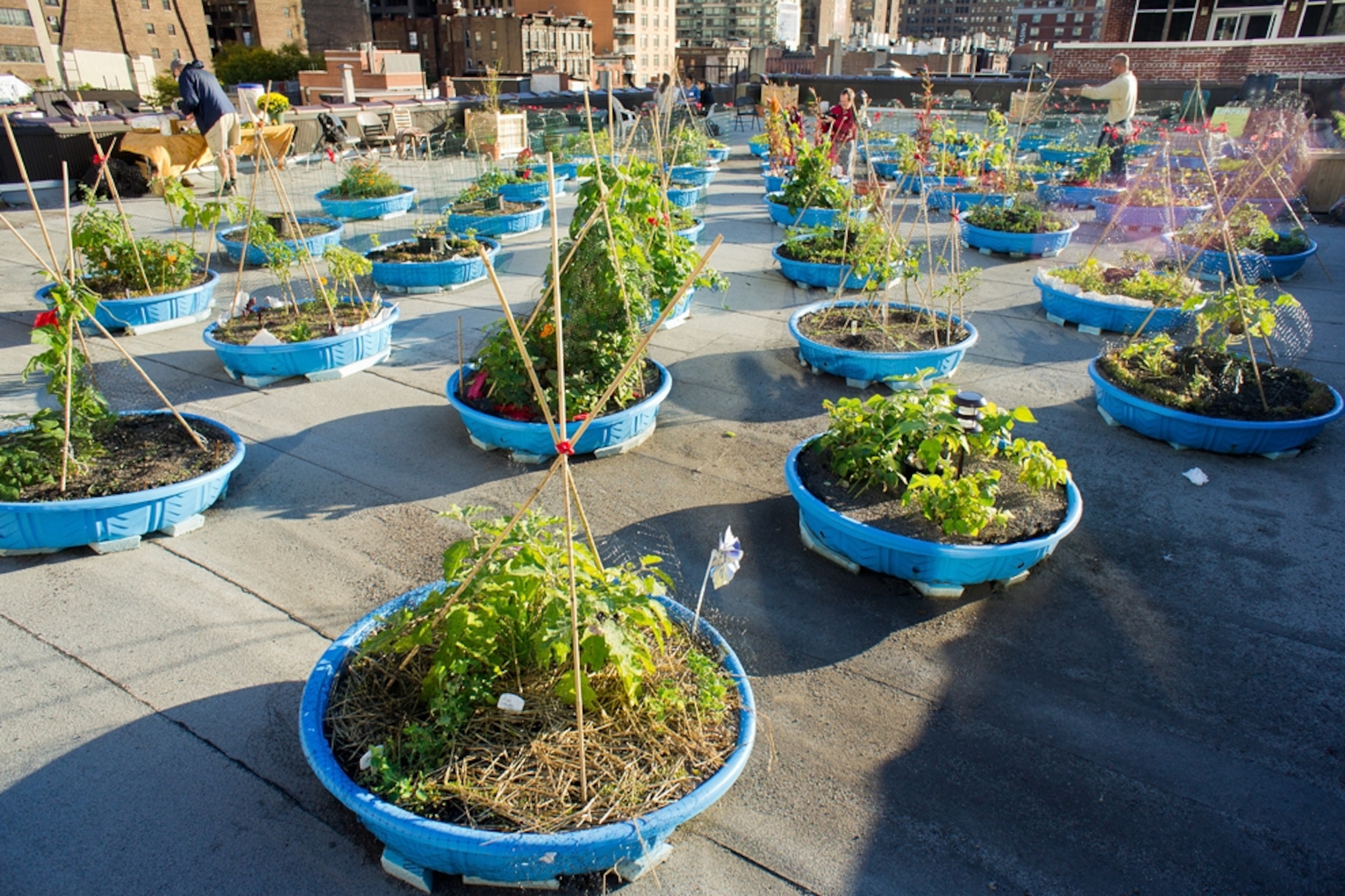 Urban Farming Is Growing a Green Future
