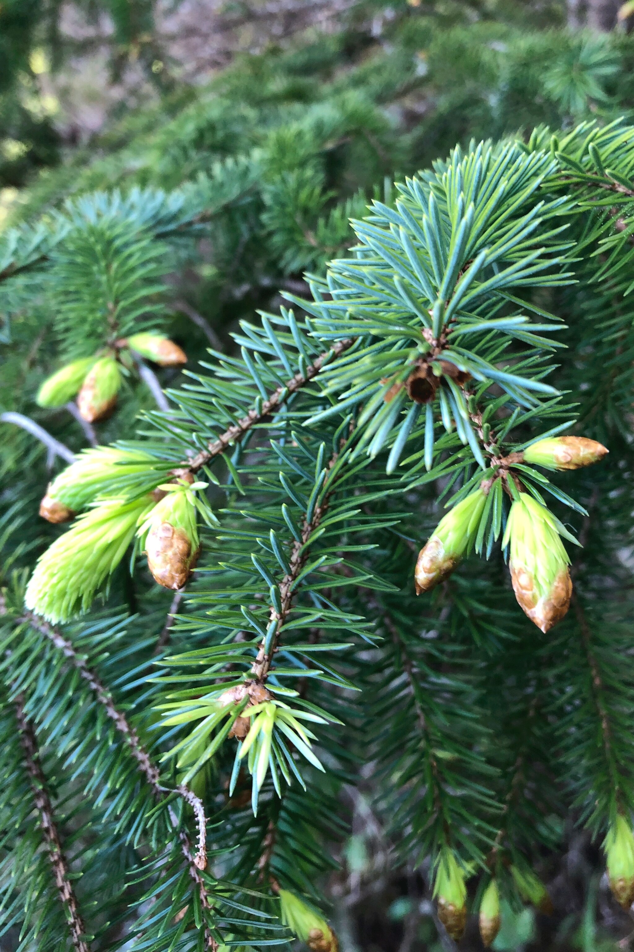 Meet the chef shaking up dining in Alaska’s capital city