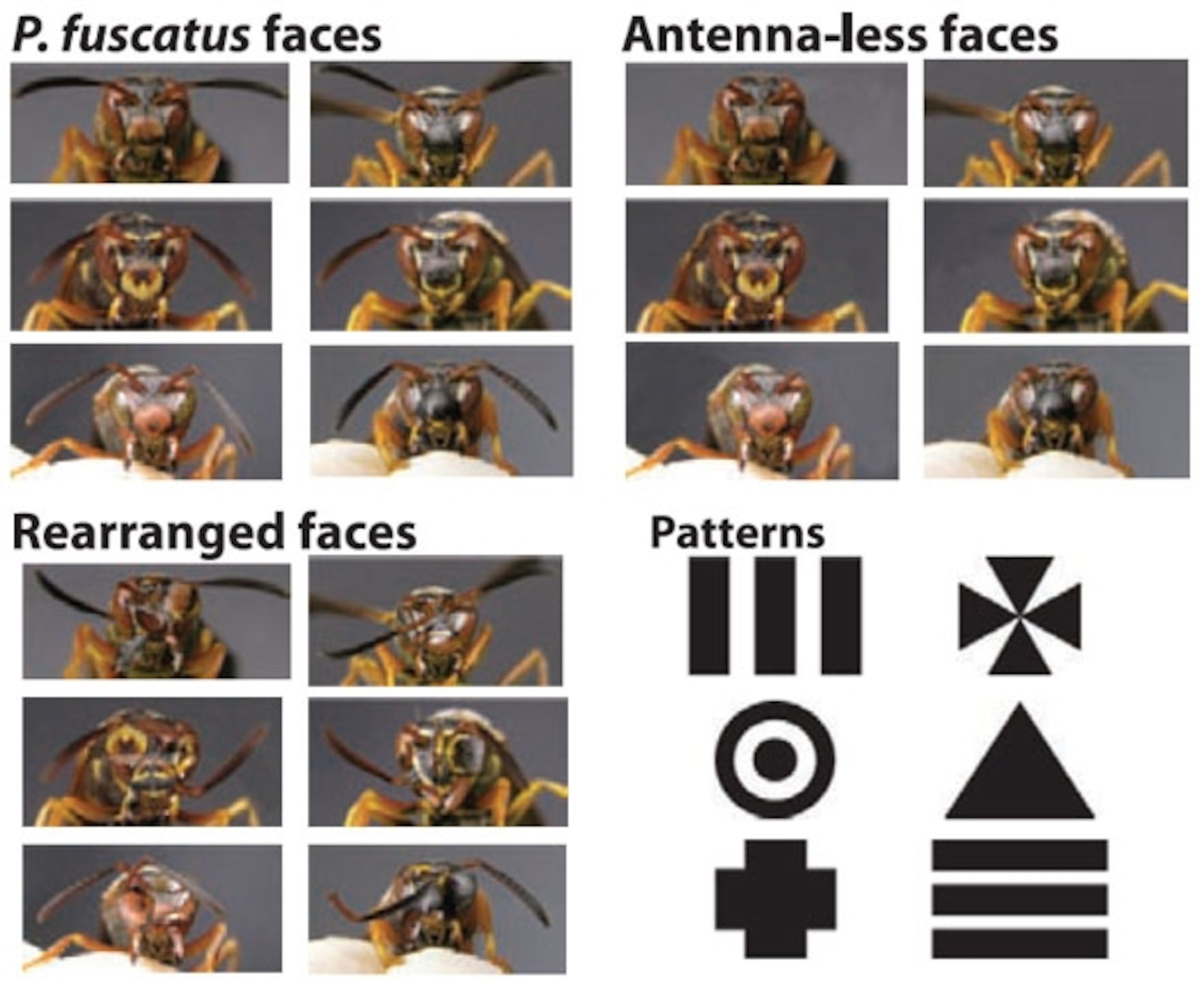 Sociable wasps have an eye for faces | National Geographic