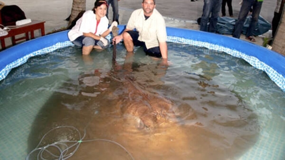 Giant Stingray Found: Largest Freshwater Fish? | National Geographic