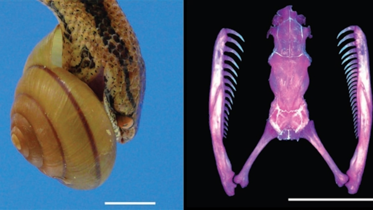 Single gene creates snake-resistant mirror-image snails, and maybe some ...