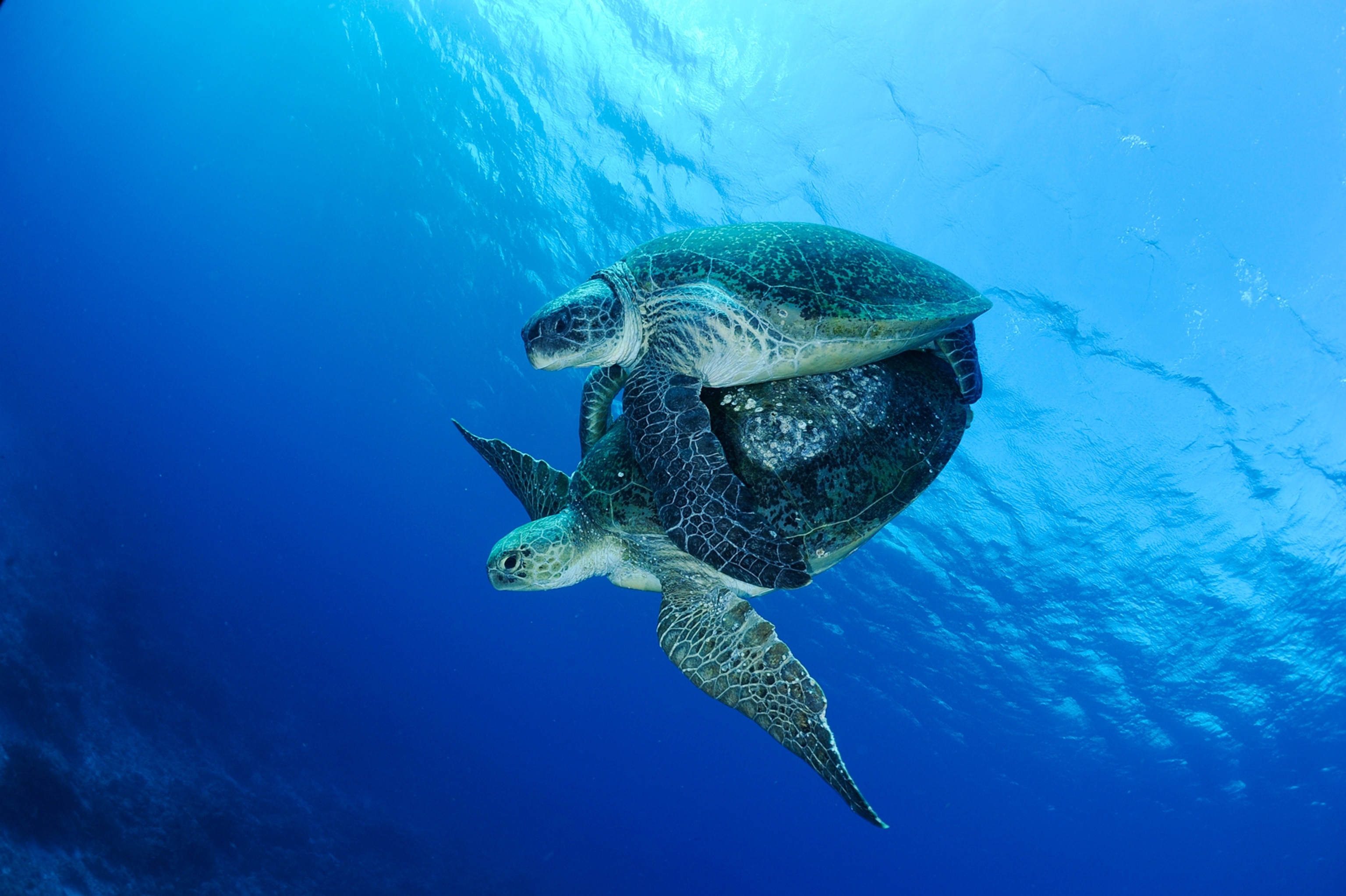 Climate Change Will Test Turtles’ Mettle | National Geographic