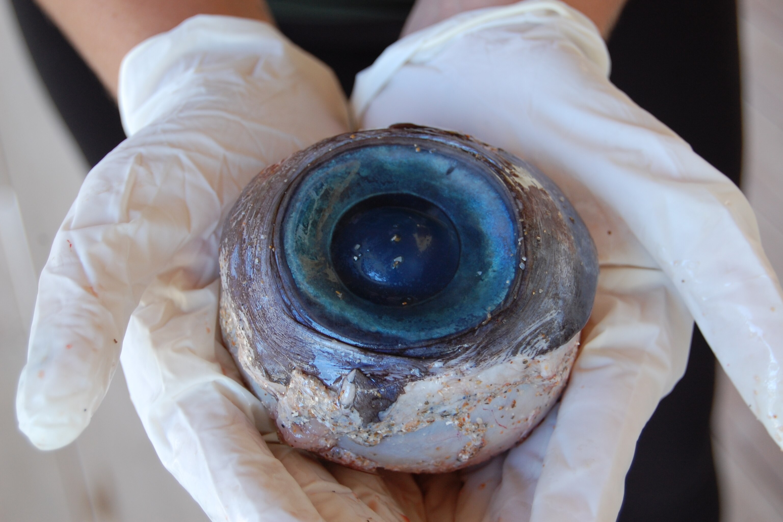 Mysterious Giant Eyeball Found on Florida Beach
