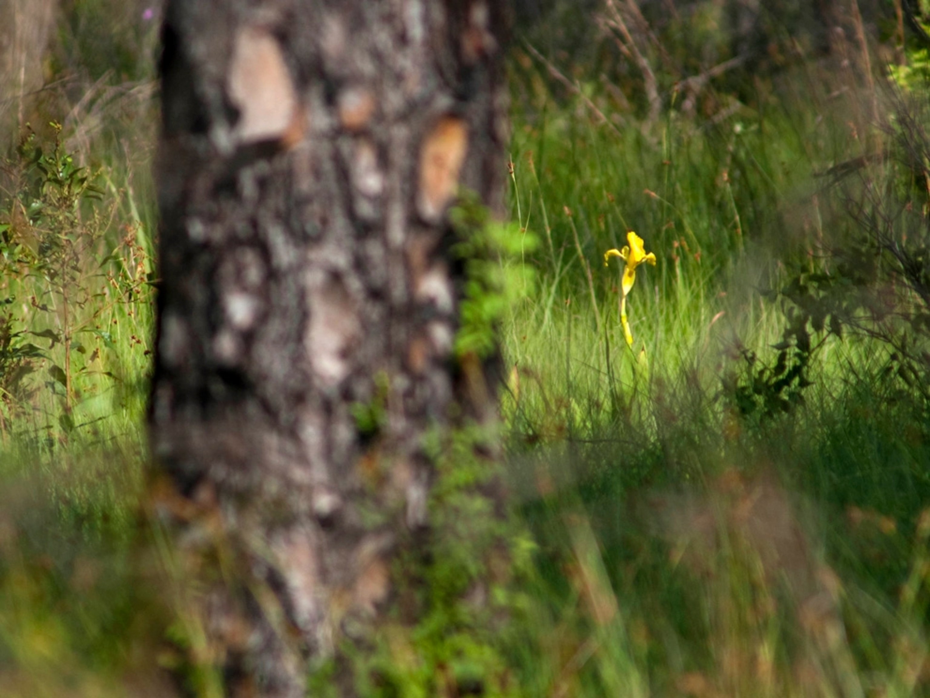 Oil Spill to Slowly Poison Alabama Marsh? | National Geographic