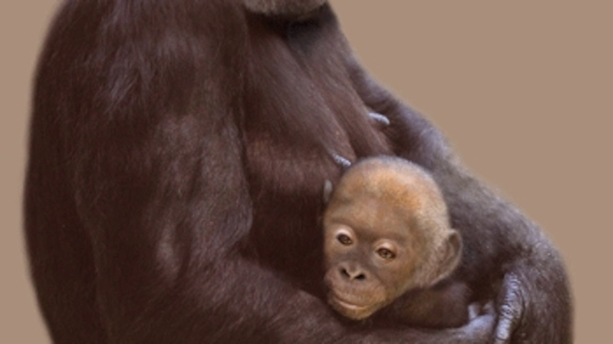 Old Apes and Bad Links | National Geographic