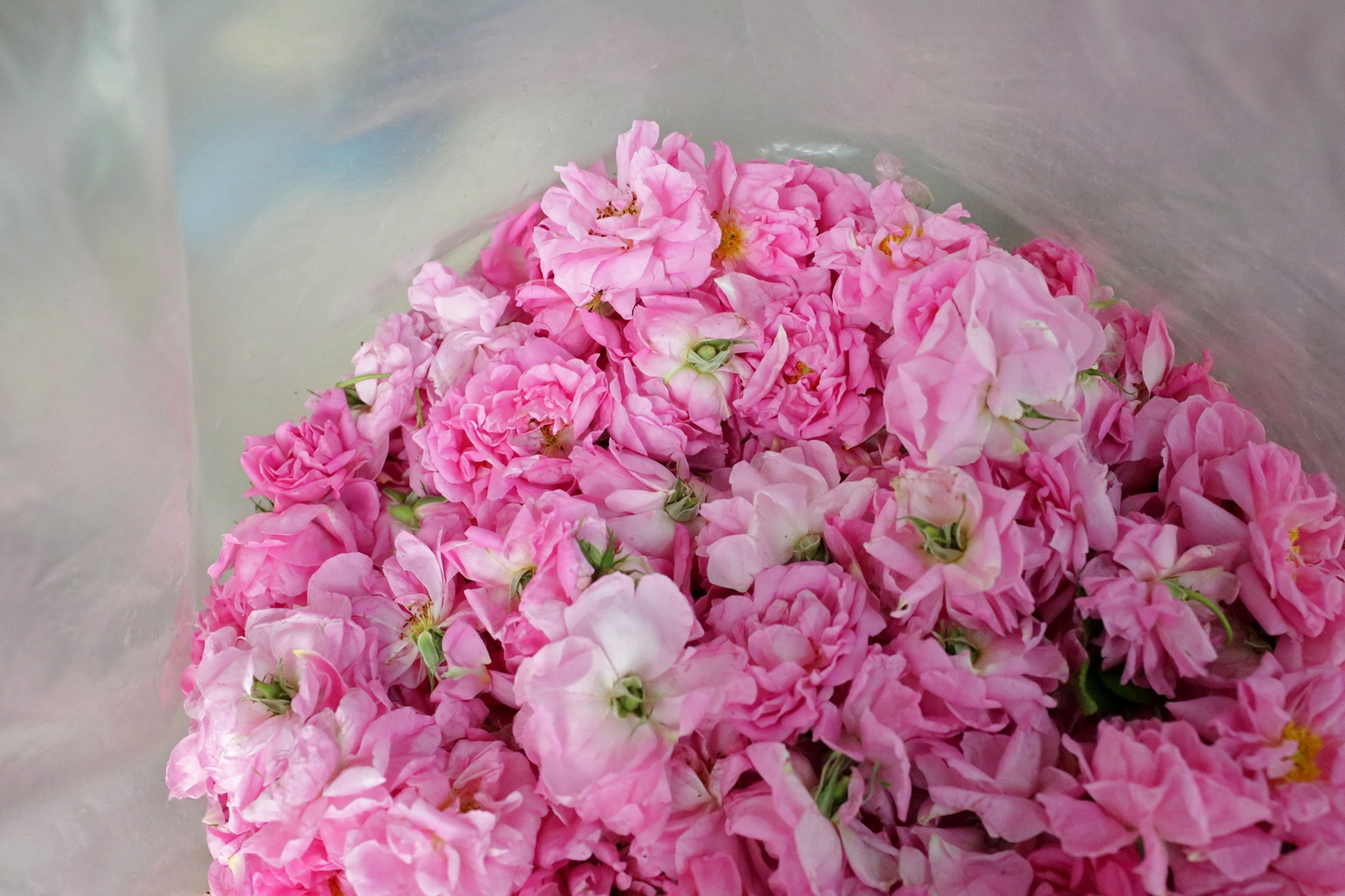 Beautiful Pictures of the Rose Festival in Bulgaria