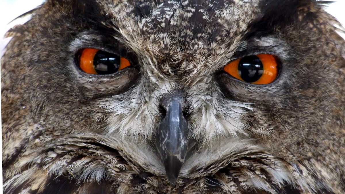 Moving Day | National Geographic