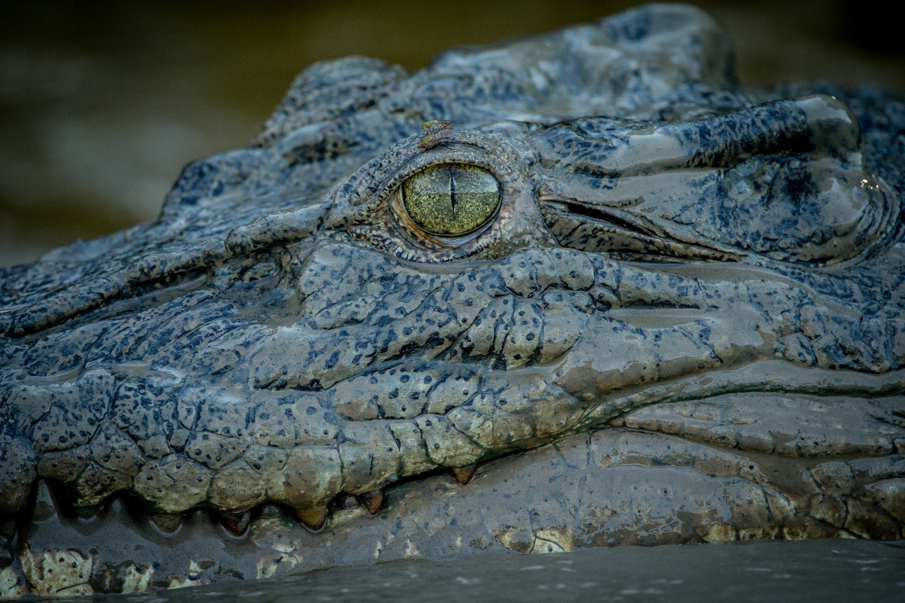 Inside the Rugged Lives of Crocodile Hunters