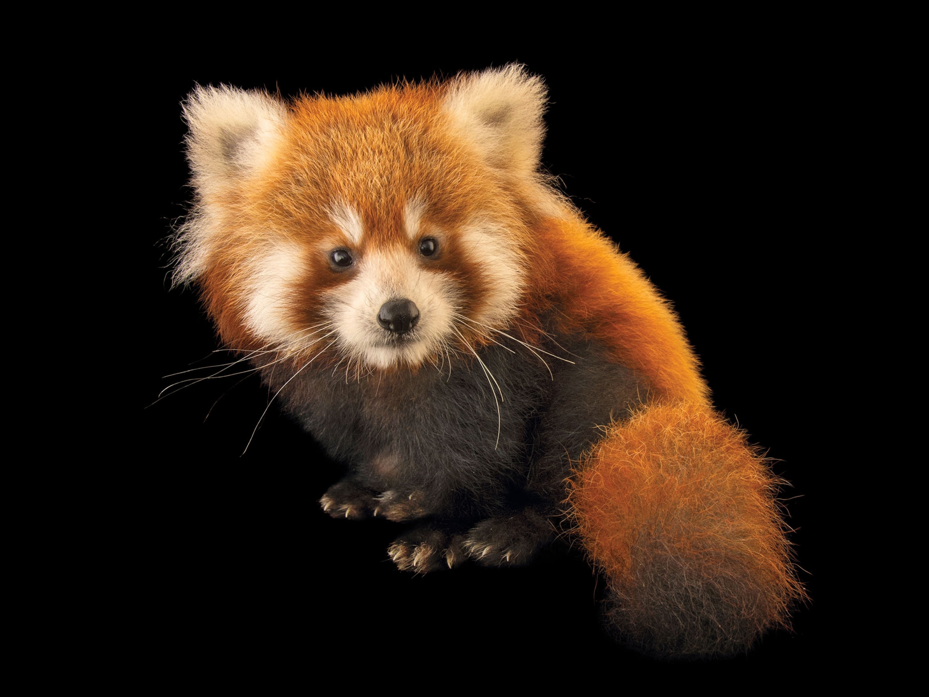 What we lose when animals go extinct