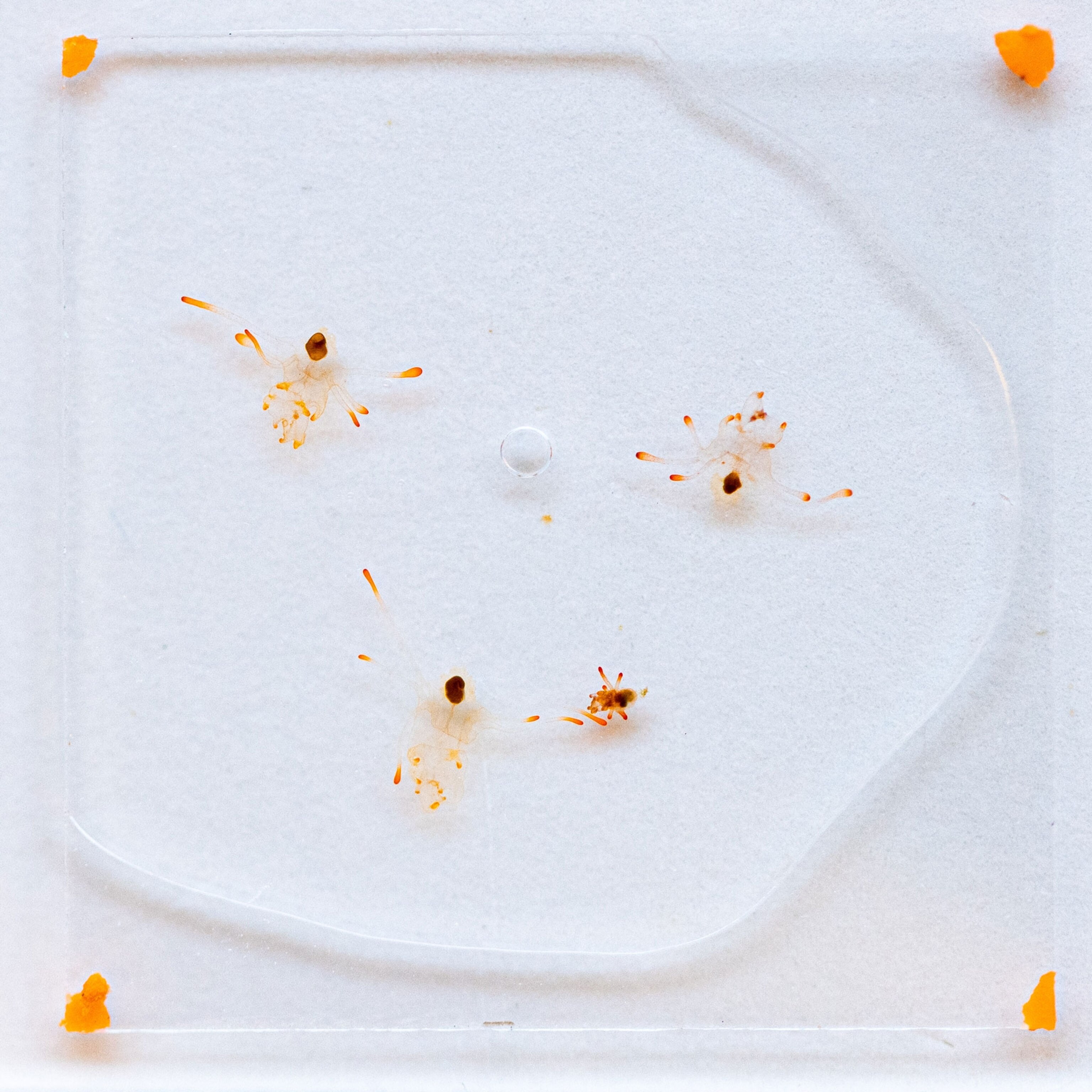 After mystery sea star die-off, could captive breeding rebalance ...