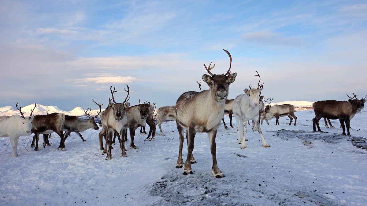 Dodging Wind Farms and Bullets in the Arctic | National Geographic