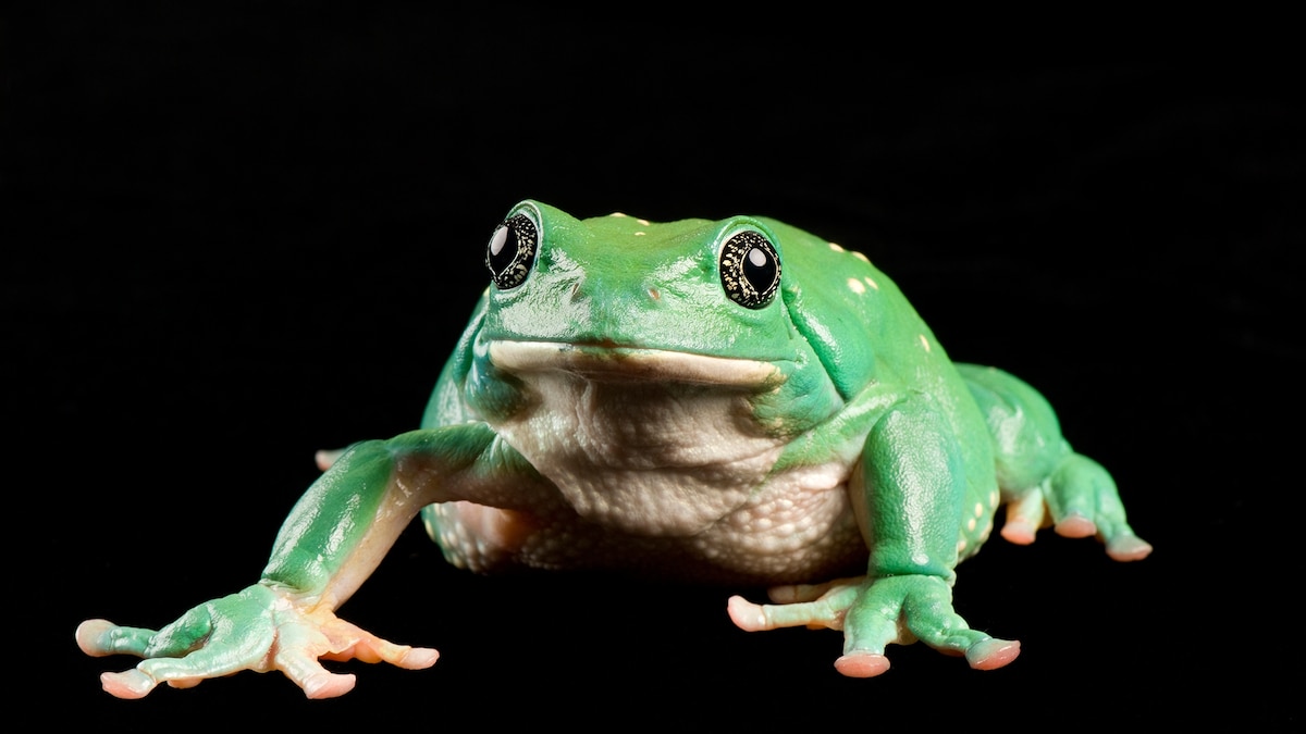 12 Bizarre Frogs for World Frog Day | National Geographic