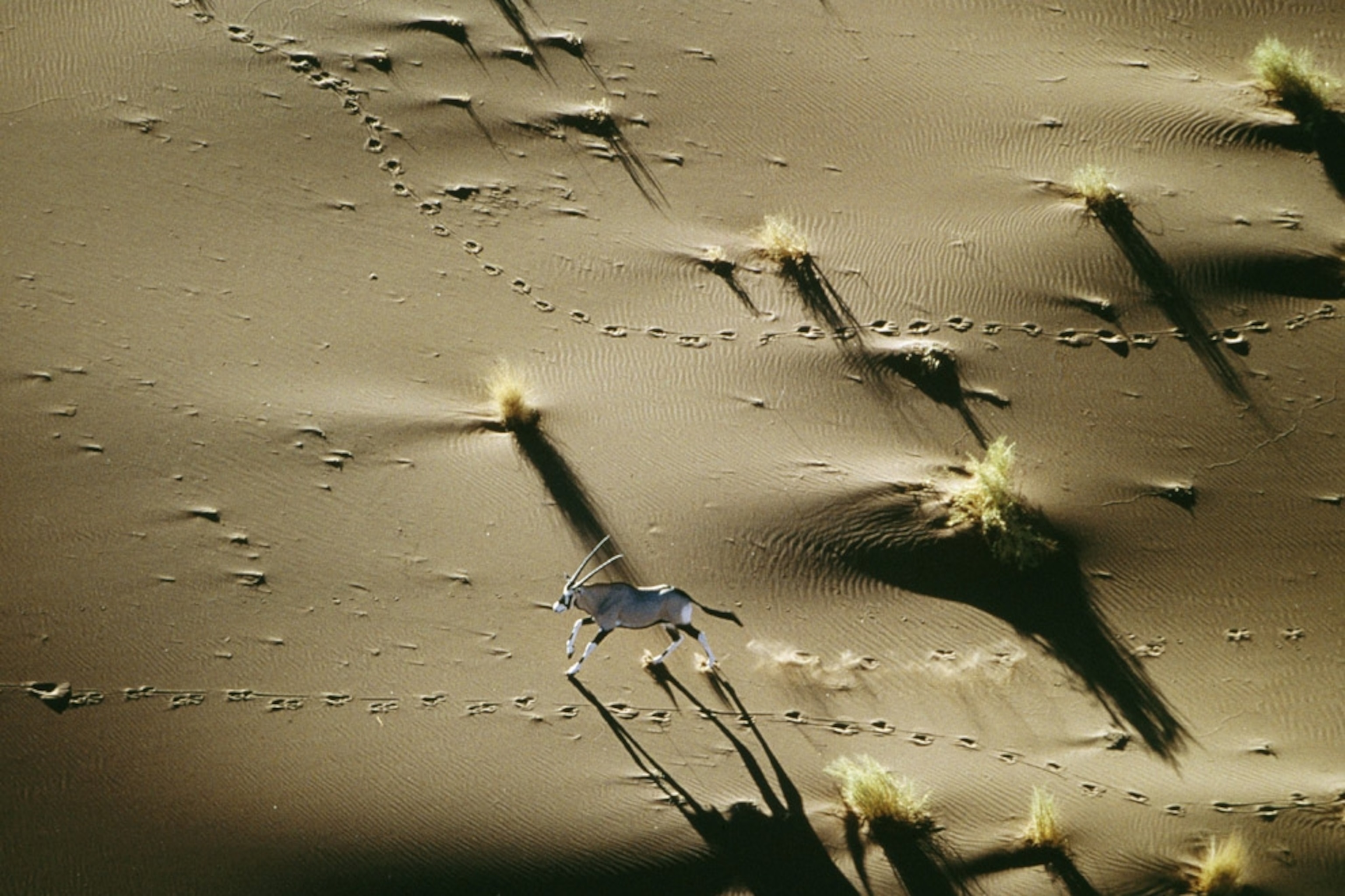 National Geographic Desert Biome