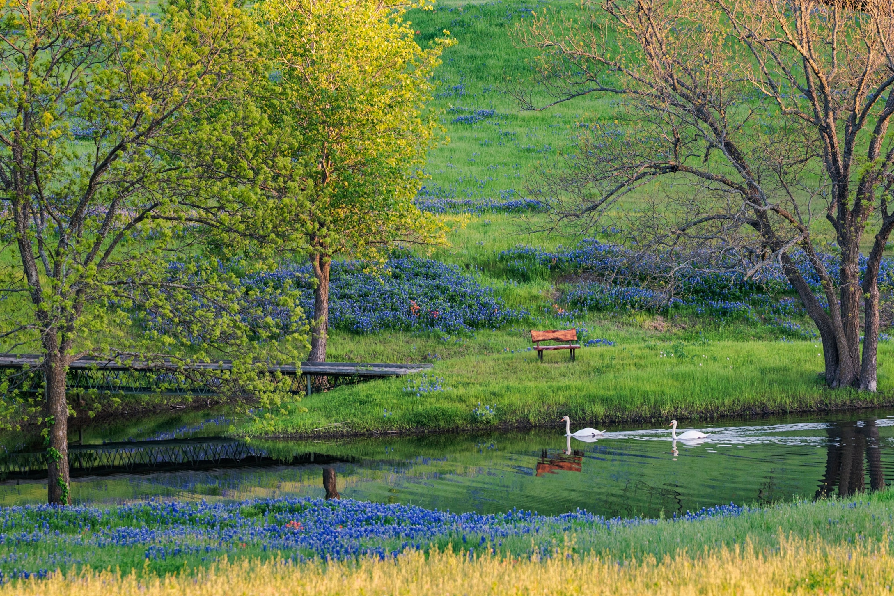 How did the bluebonnet become a symbol of Texas?