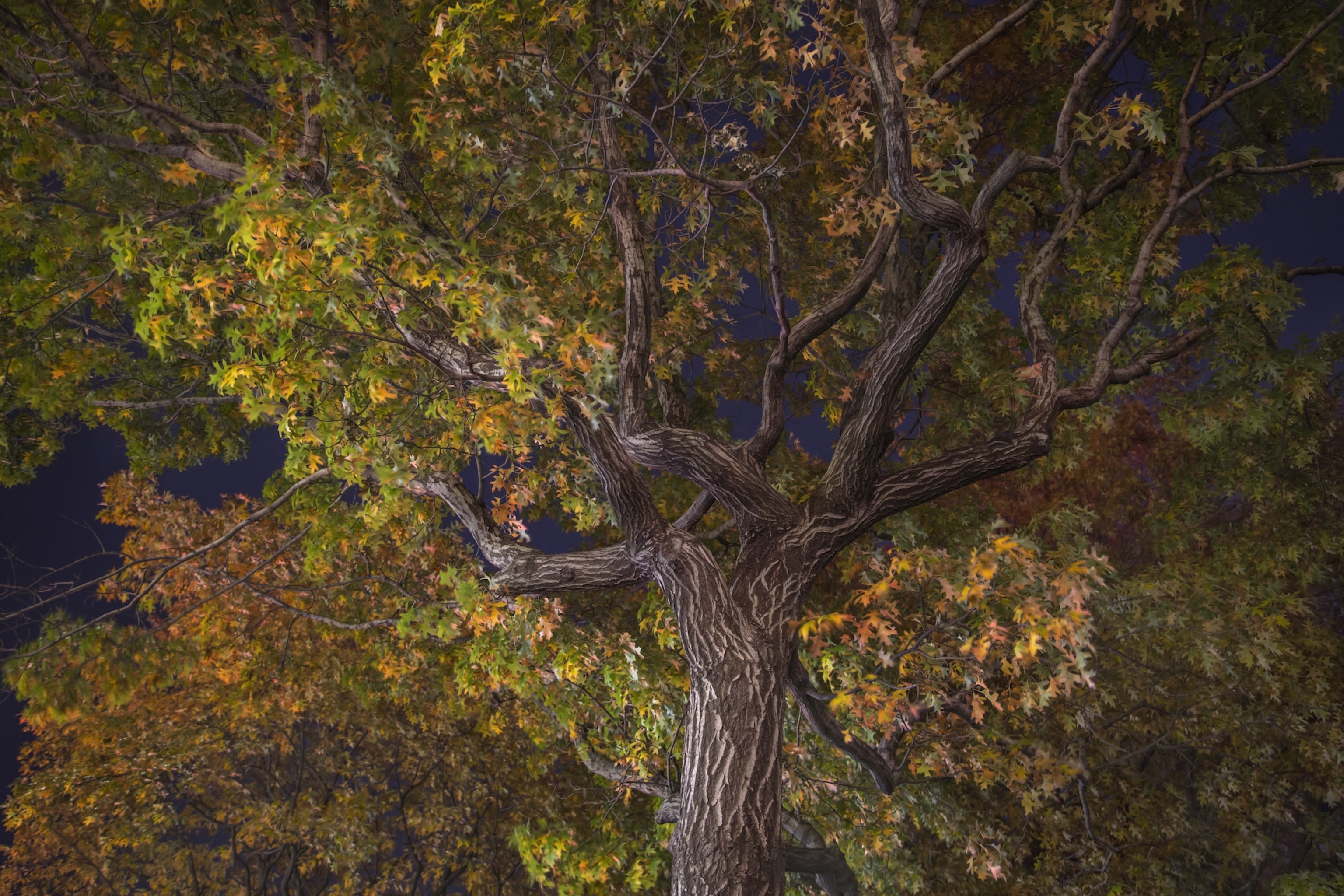 The Singular Drama of New York Trees | National Geographic