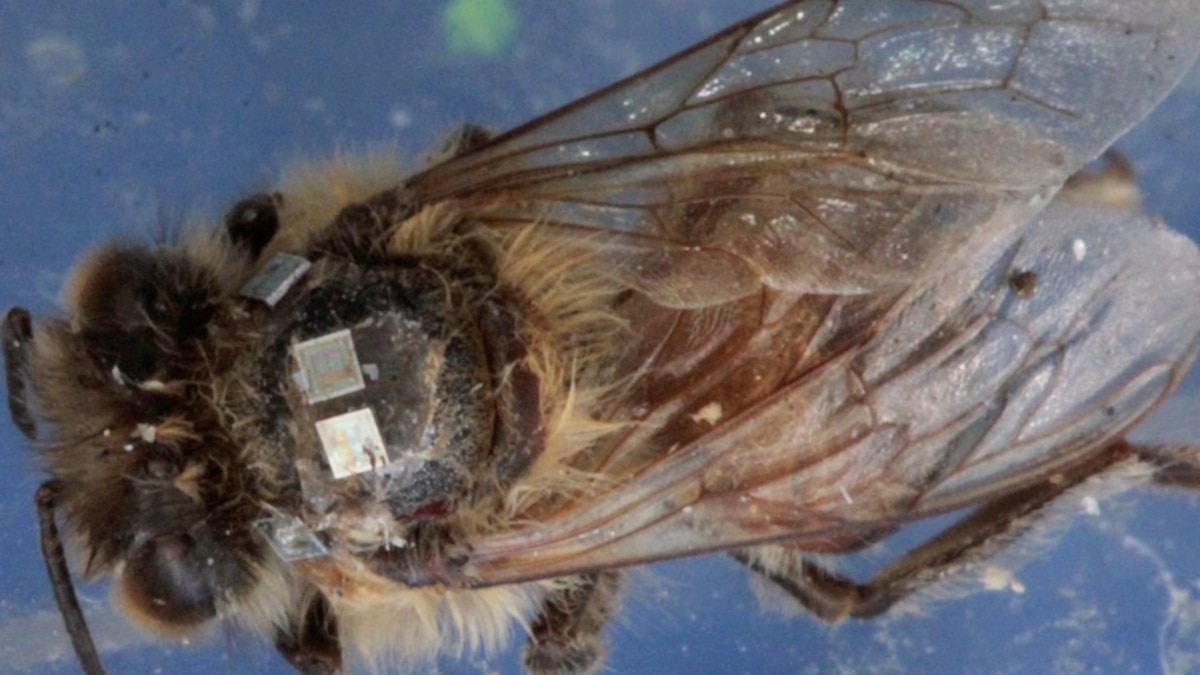 "Zombie" Bees Electronically Enhanced to Help Solve Die-Off Mystery ...