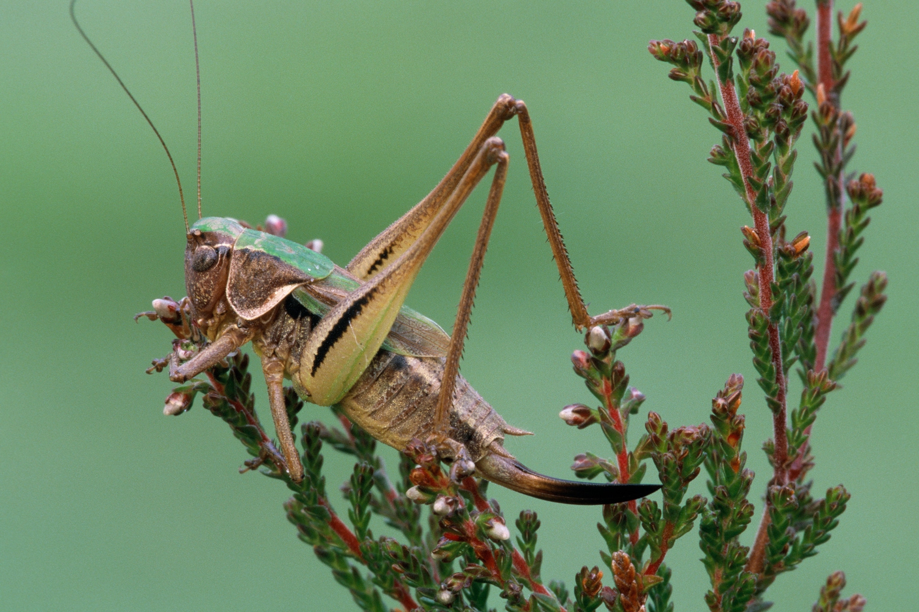 6 surprisingly lucky animals around the world