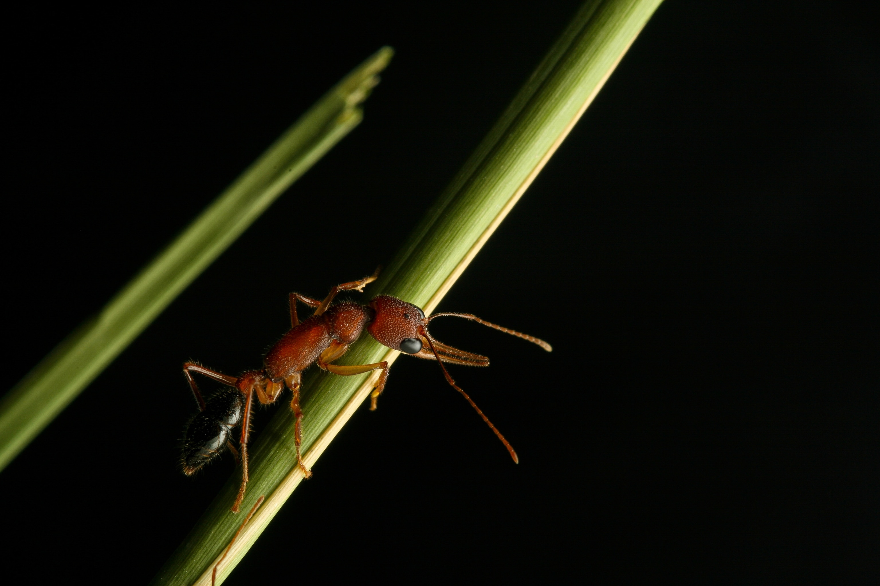These ants can shrink and regrow their brains