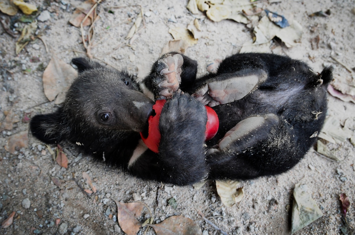 What Happens to Smuggled Animals After They’re Seized?