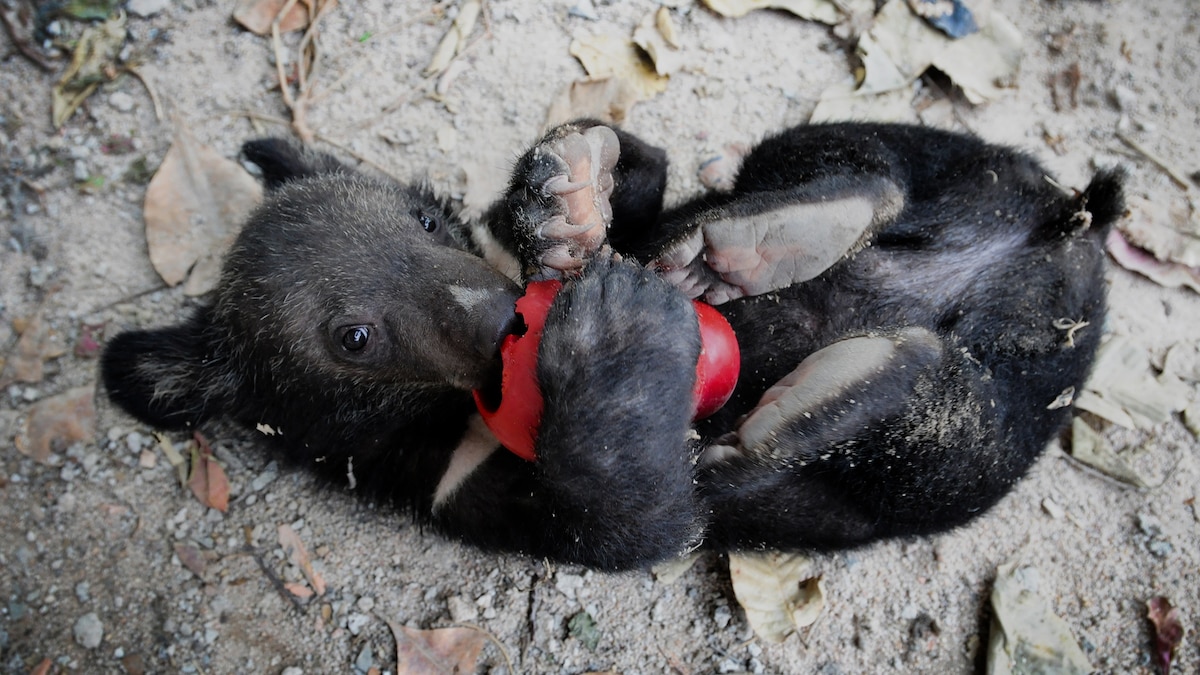 What Happens to Smuggled Animals After They’re Seized? | National ...