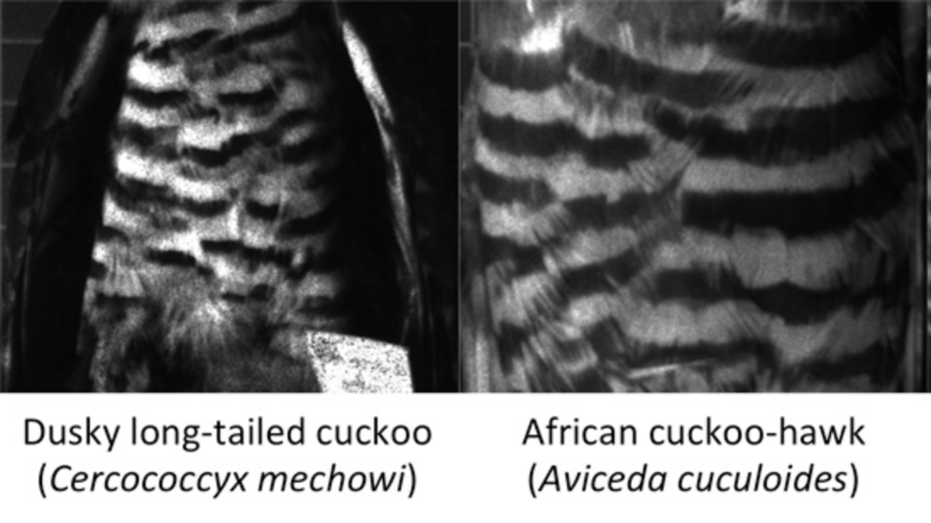 Nature’s Double Con