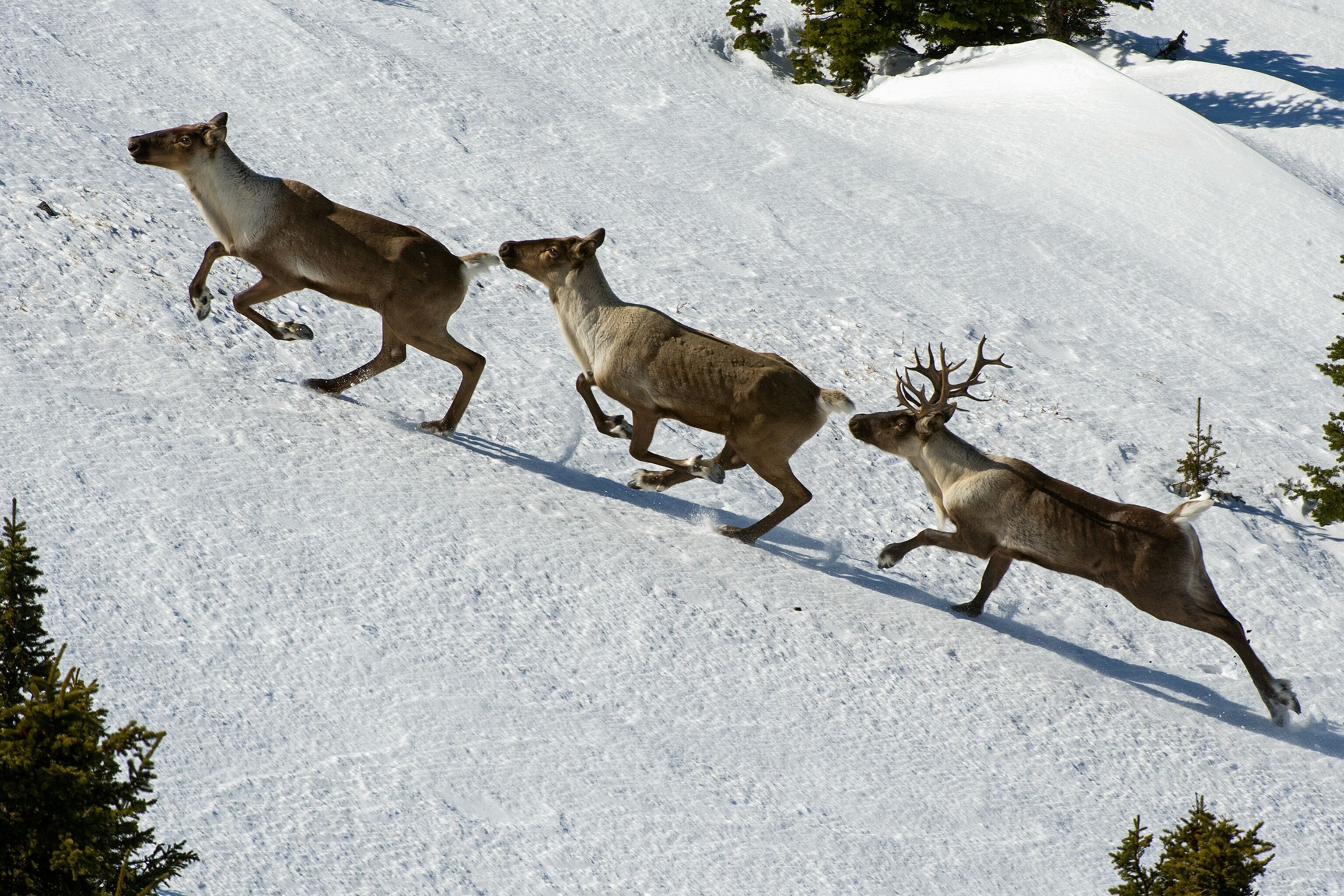 Airlifting Pregnant Caribou Away From Wolves