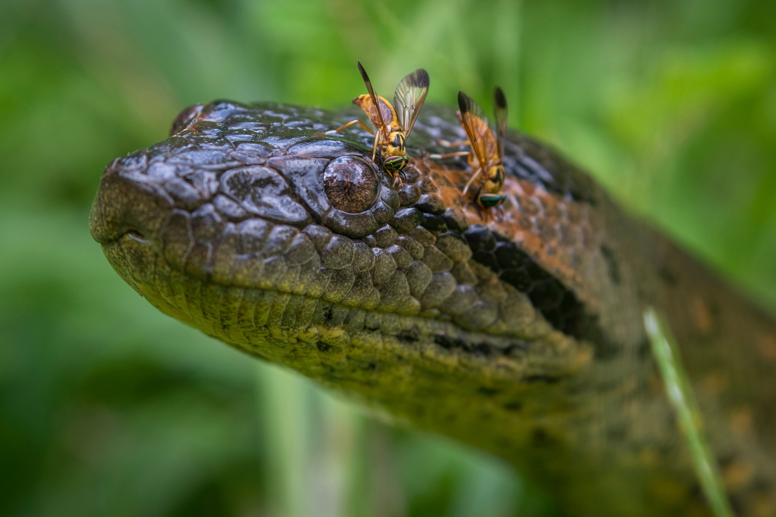 Scientists reveal new green anaconda species