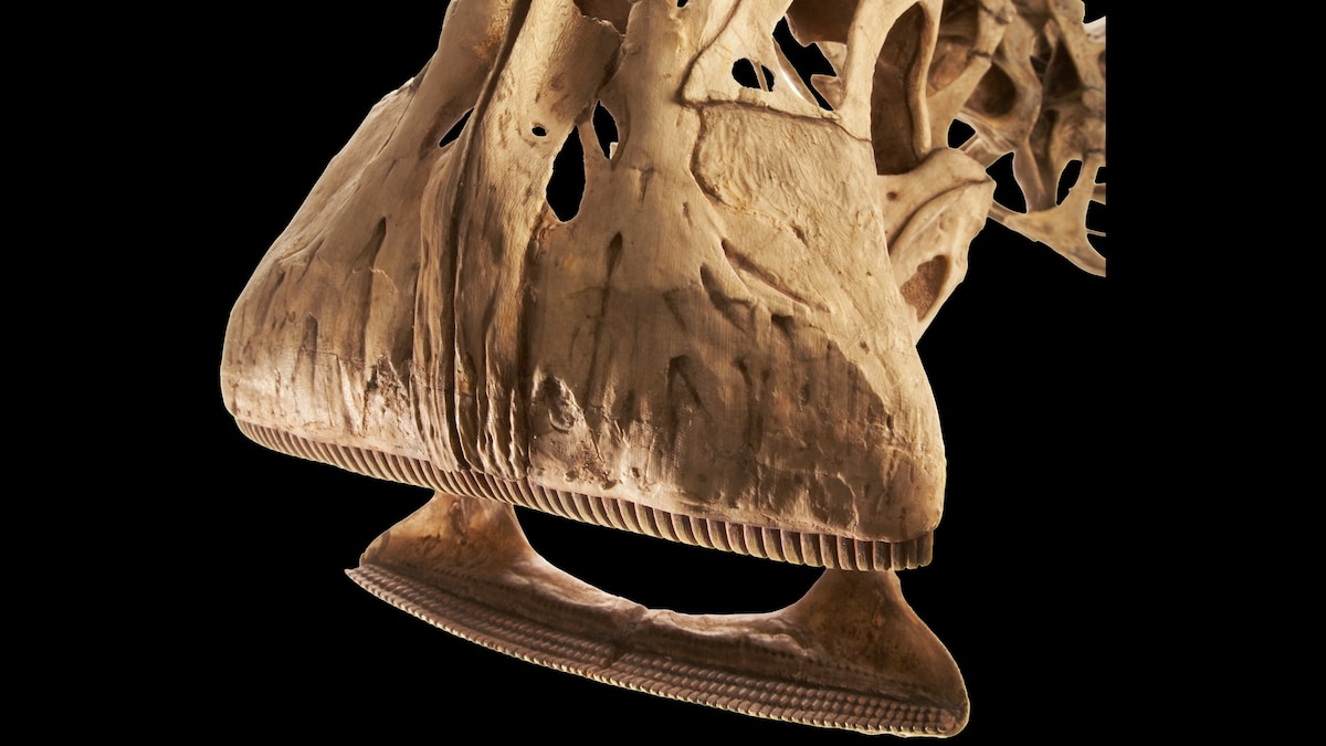 What dinosaur has 500 teeth? Inside the conveyer belt jaw of ...