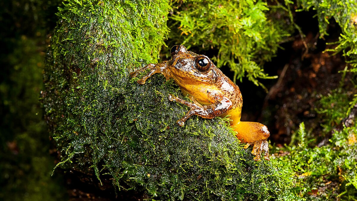 'Extinct' Frog Rediscovered After 150 Years, Eats Mom's Eggs | National ...