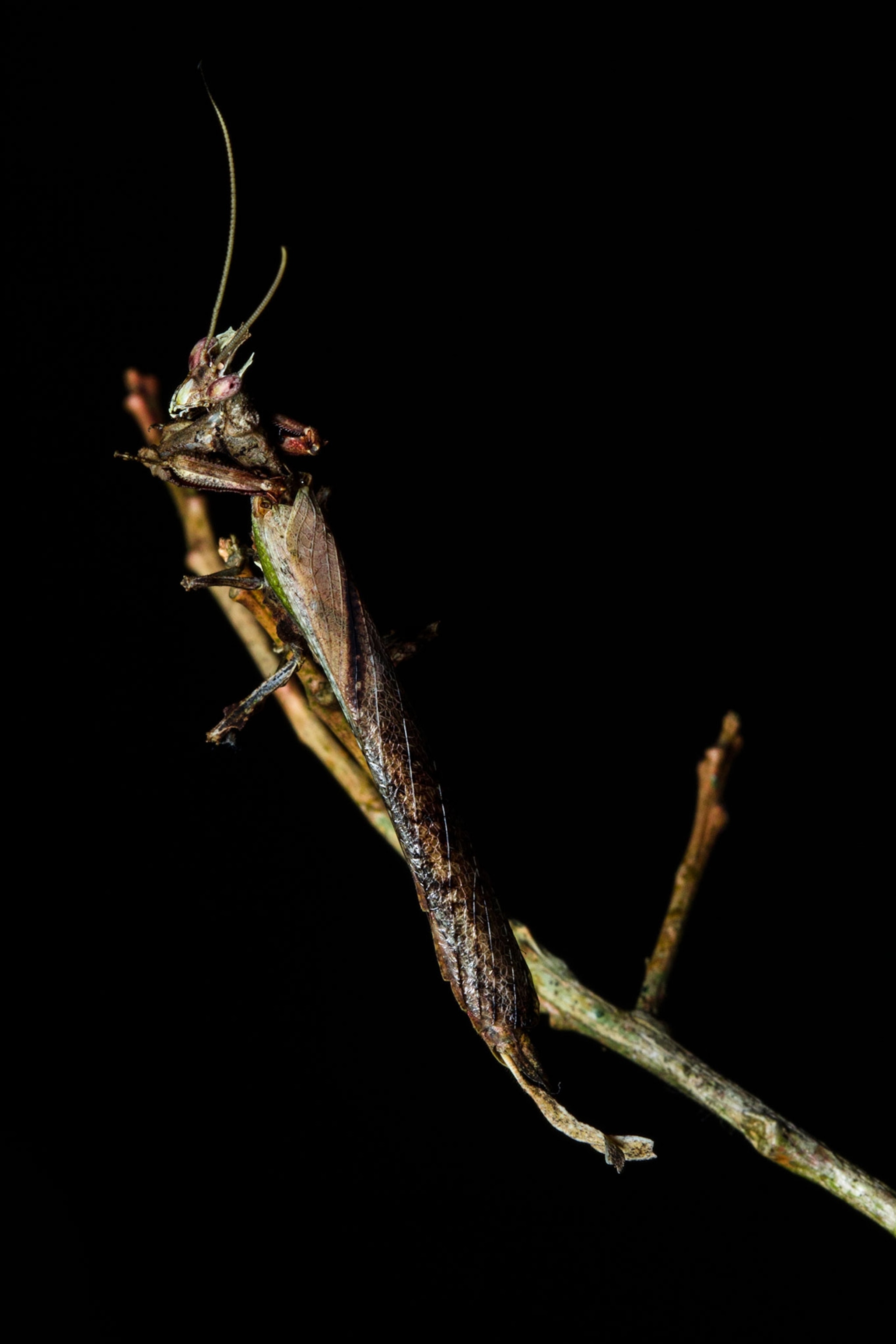 Dragon Mantis Captured in Extremely Rare Video