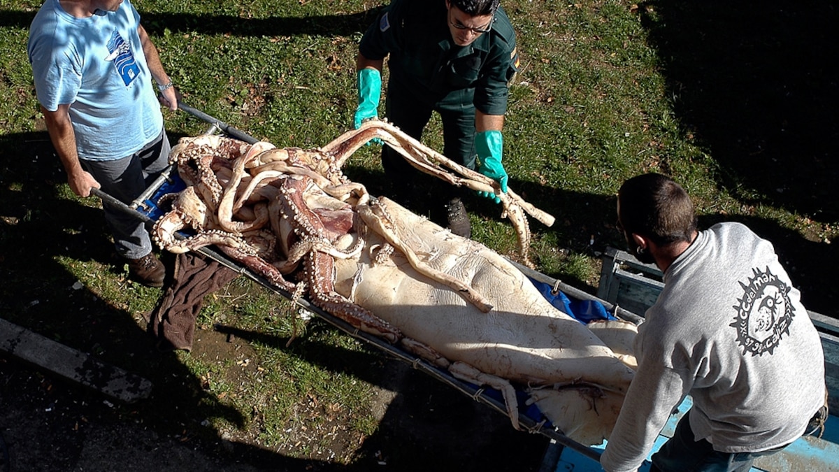 Giant Squid Killed by Sound? | National Geographic