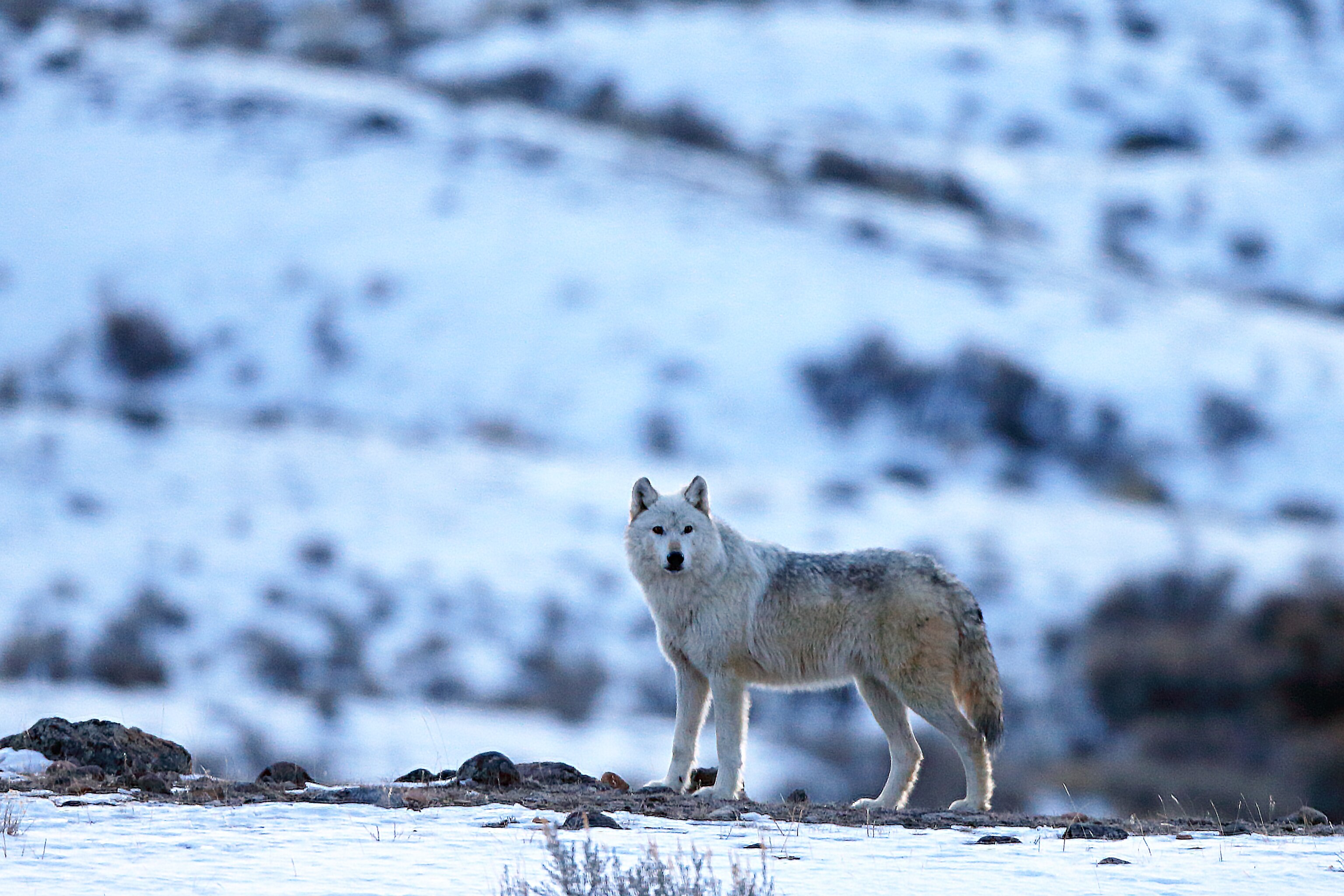 Rewilding the Land Can Repair Damage We've Caused and Reconnect Us to ...