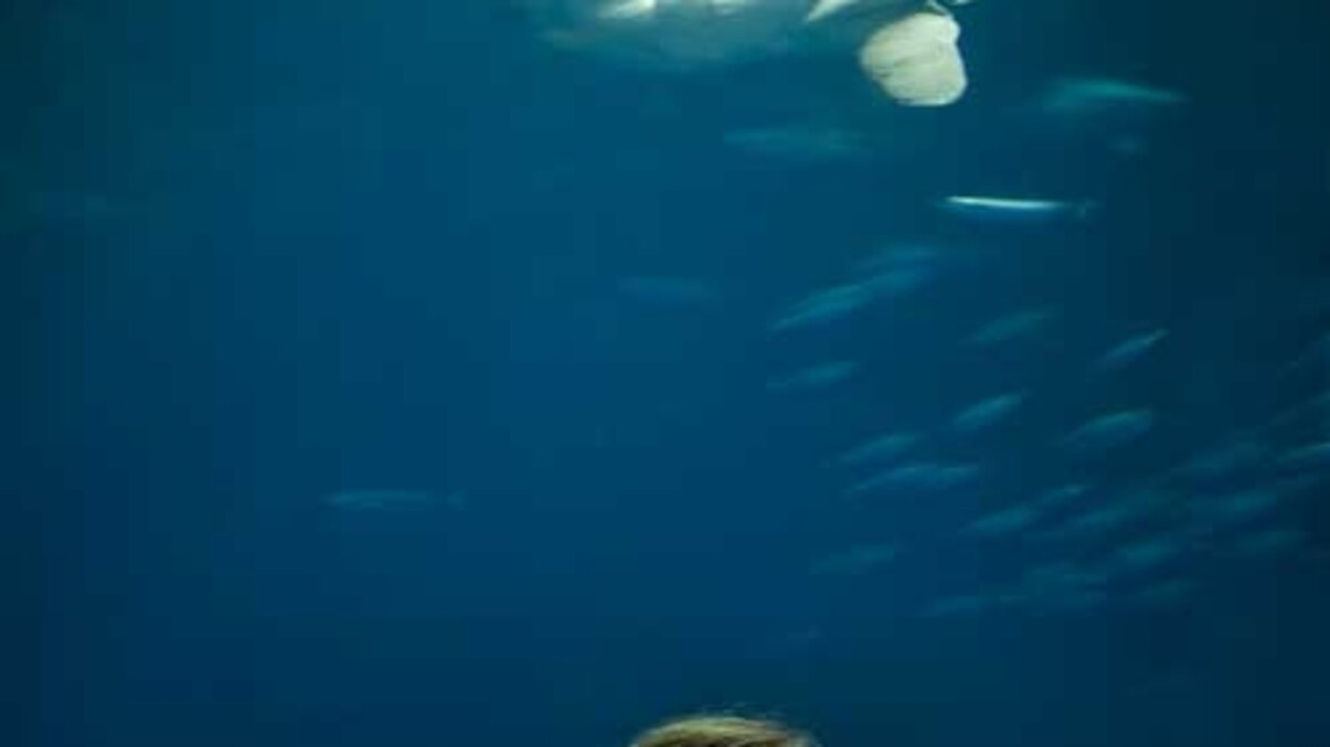 Tierney Thys: As Jellyfish Take Hold of Emptying Oceans, Molas to the ...