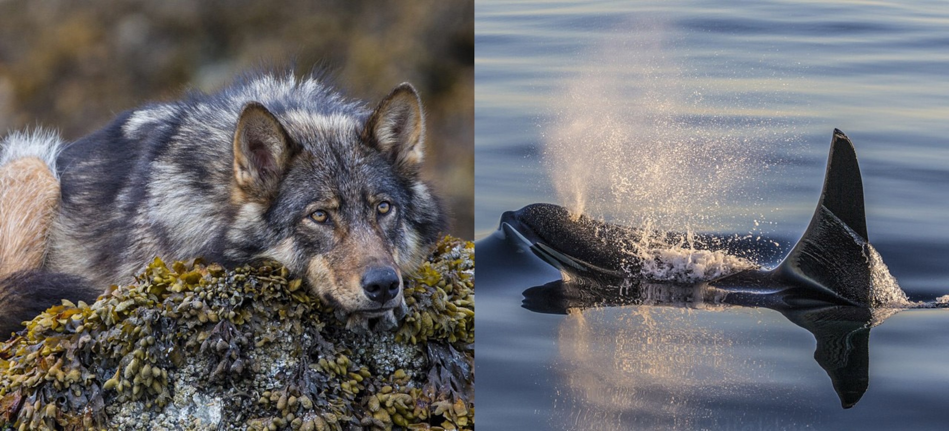 Instants: Wolves, Sunfish and Orcas | National Geographic
