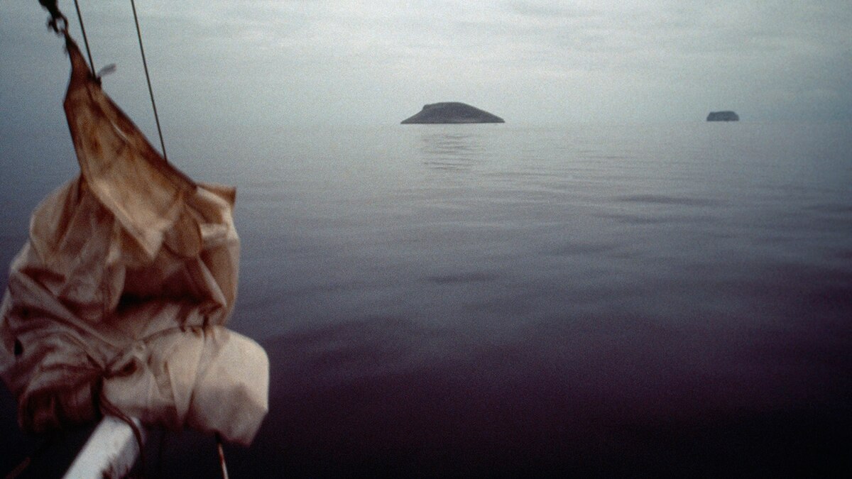 Found: Reflections on a Japanese Fish Tank | National Geographic