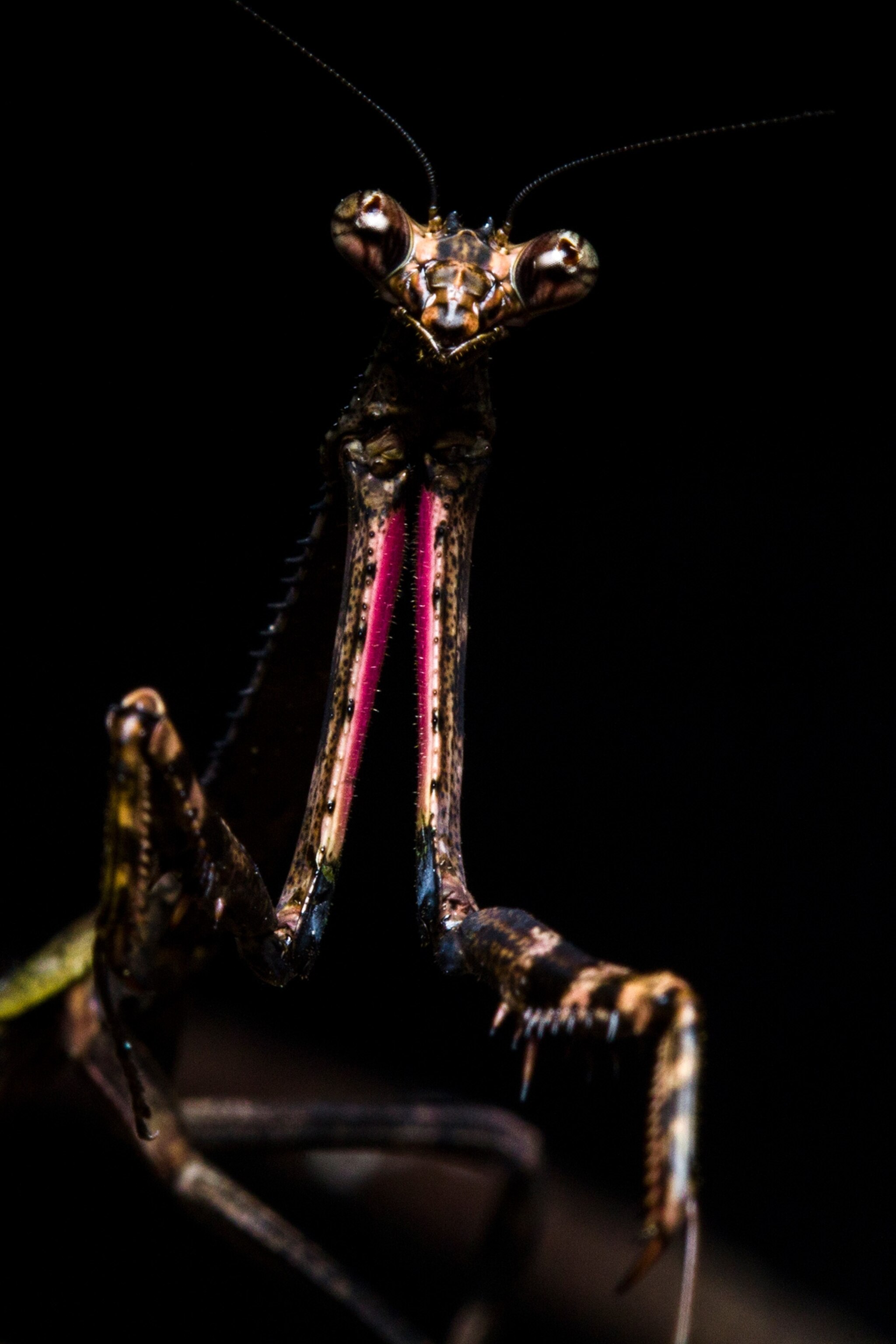 New 'unicorn' praying mantis species found in Brazilian rainforest