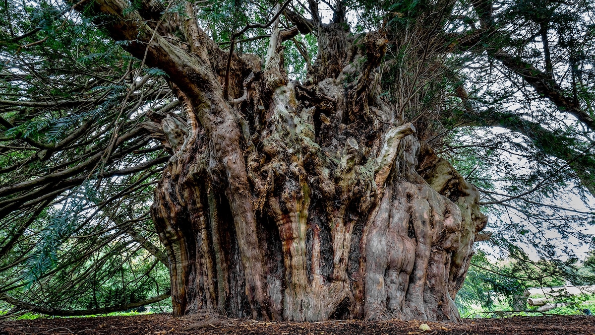 The curious stories of the UK's most historic trees | National Geographic