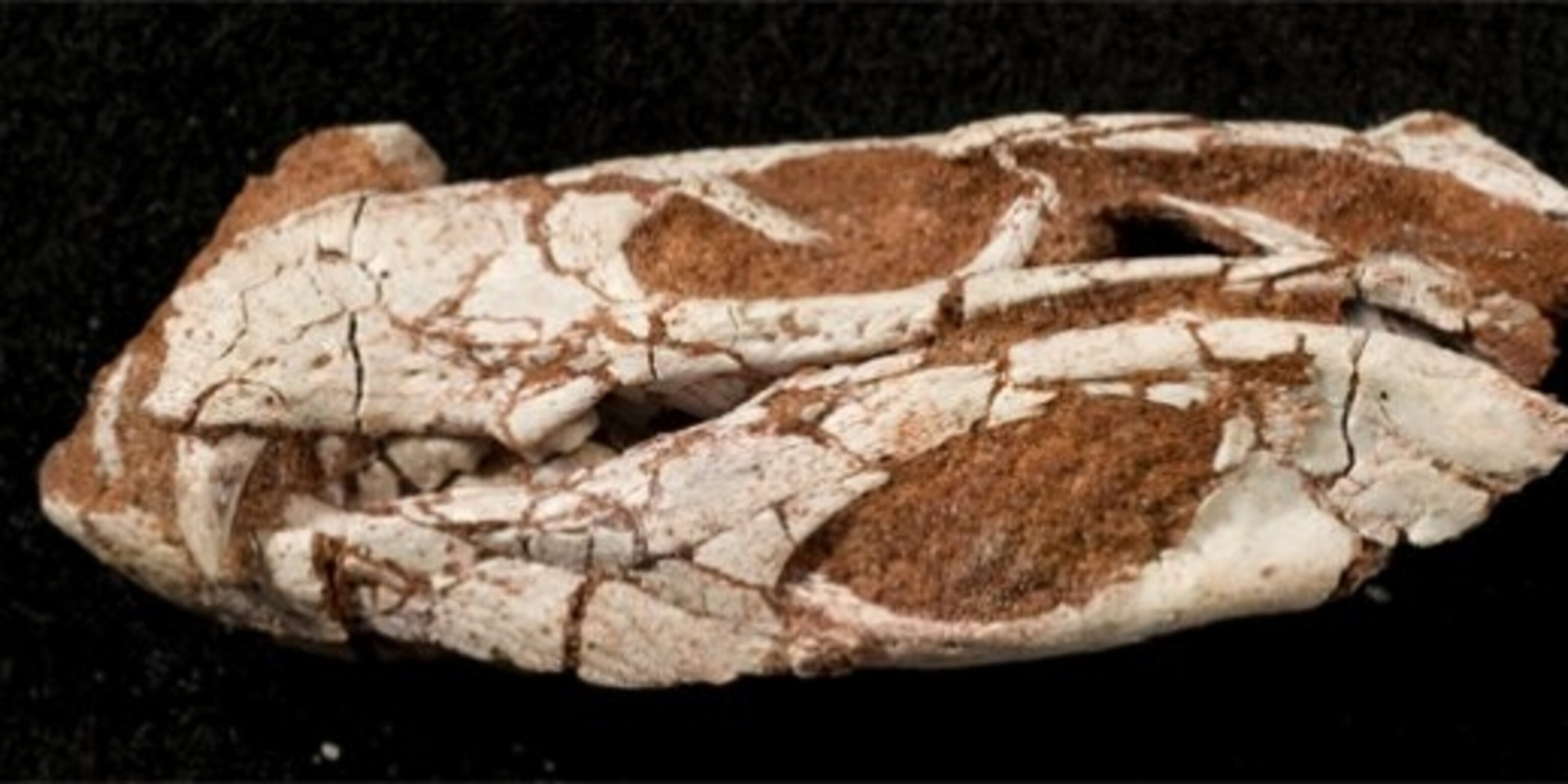 Pakasuchus – the crocodile that’s trying to be a mammal